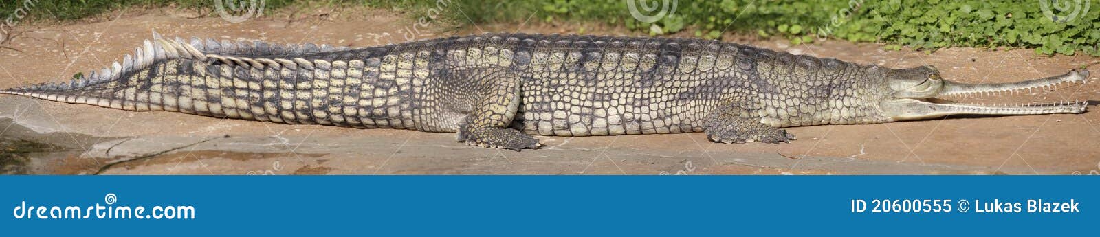 Gharial stock image. Image of teeth, skin, gavial, panorama - 20600555