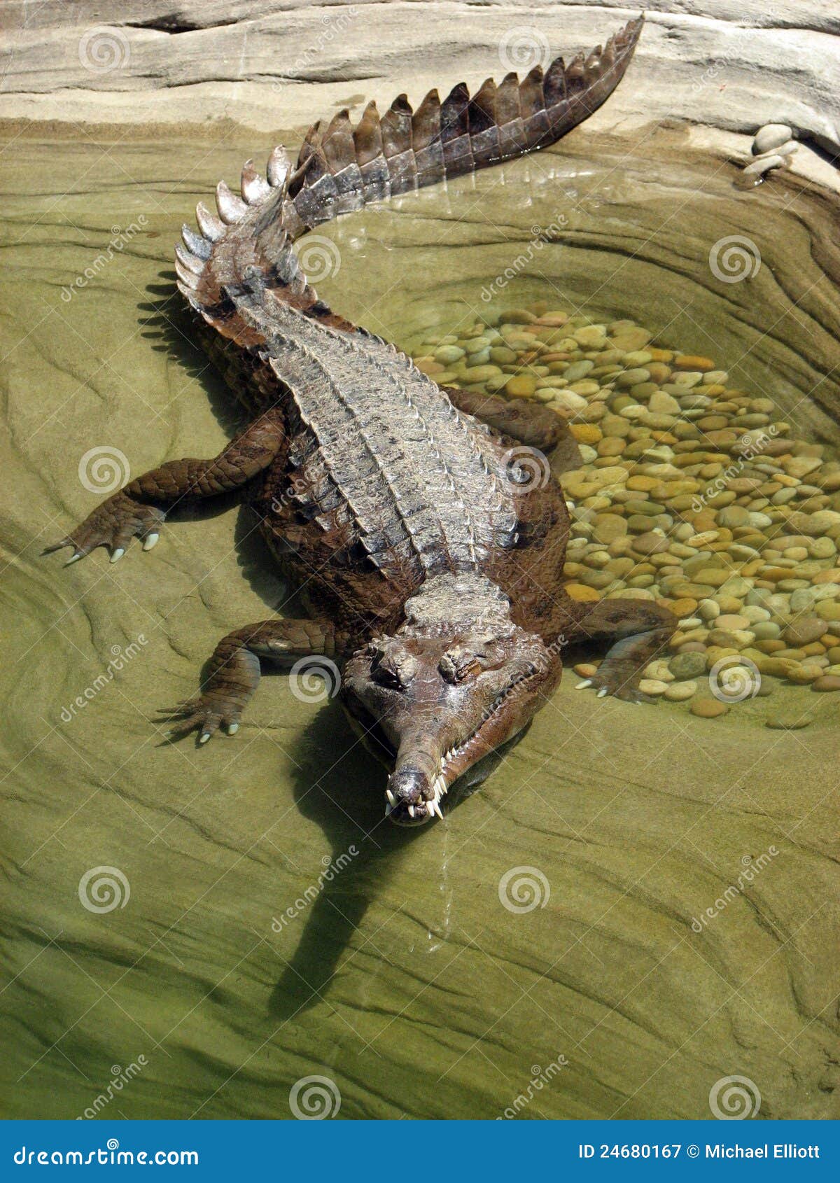 Gharial stock image. Image of gavial, nature, snout, tail - 24680167