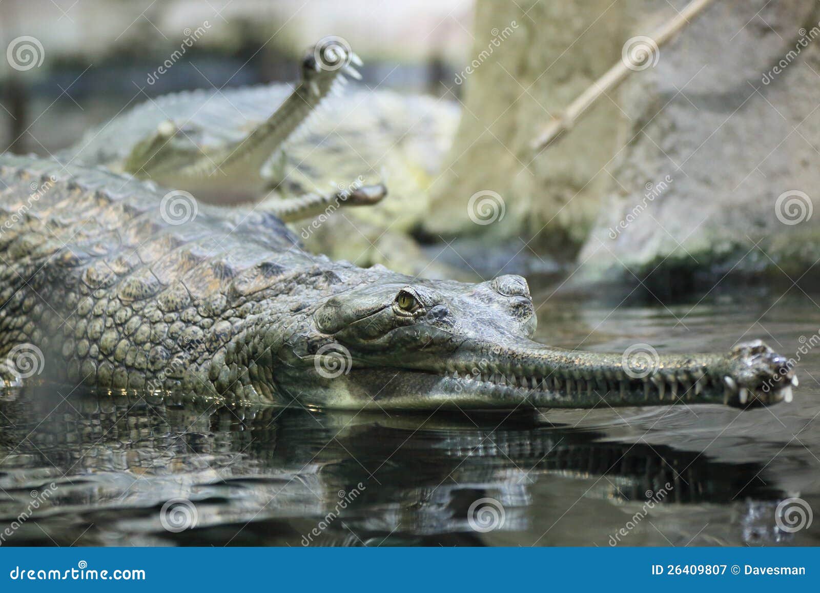 Gharial stock image. Image of gavialidae, gharial, fisheating - 26409807