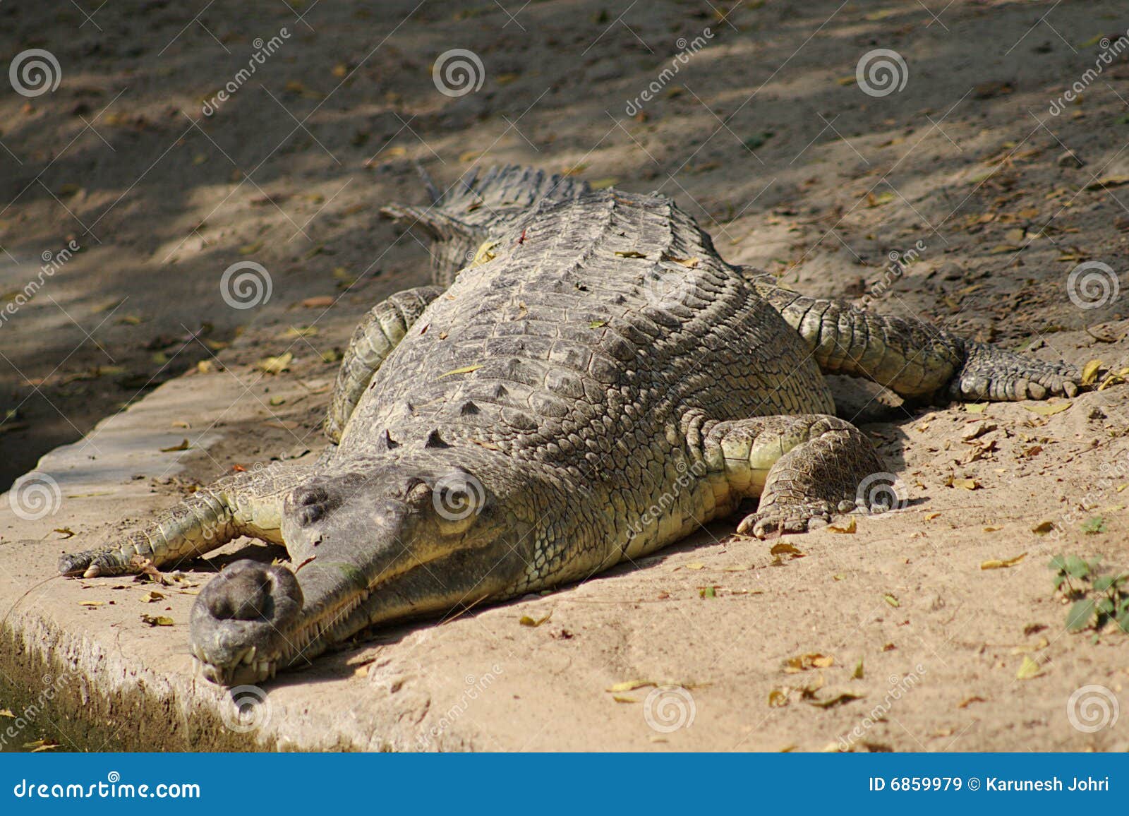 Gharial (also Known As The Gavial) Stock Image | CartoonDealer.com ...