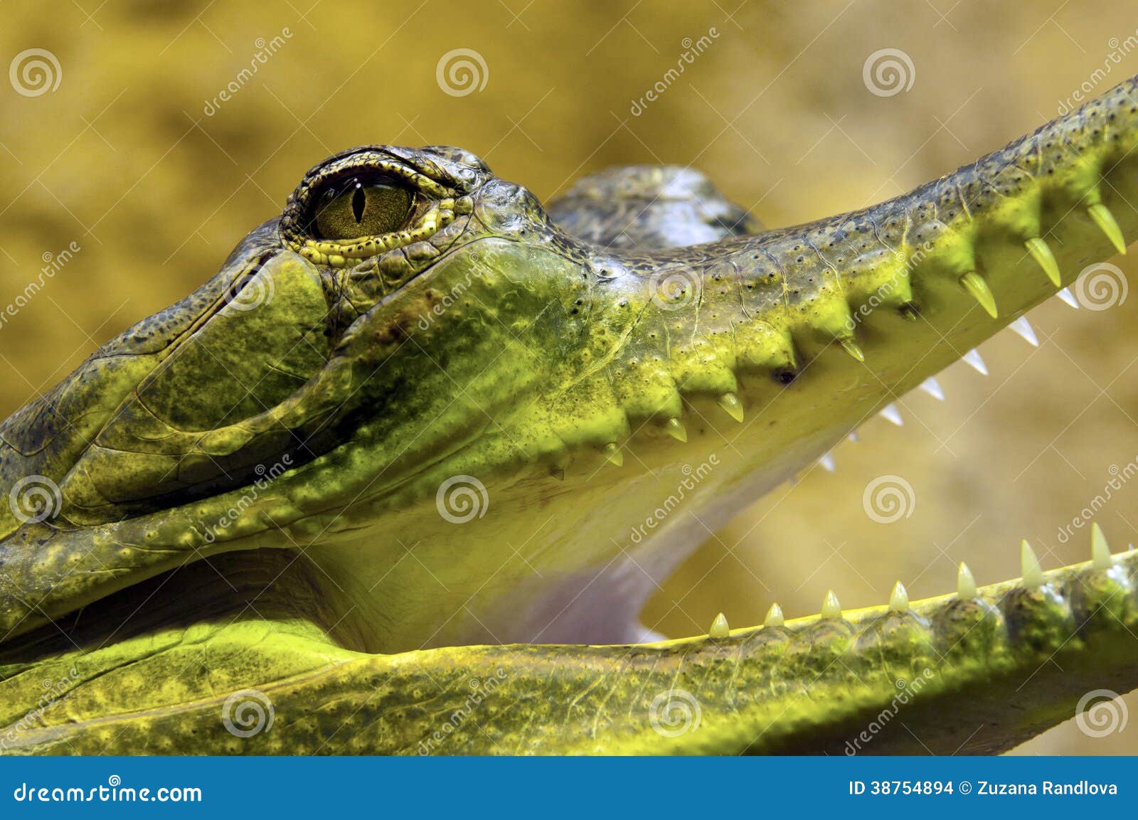 Gharial, Also Known As Gavial Stock Photo - Image of beast, masked ...