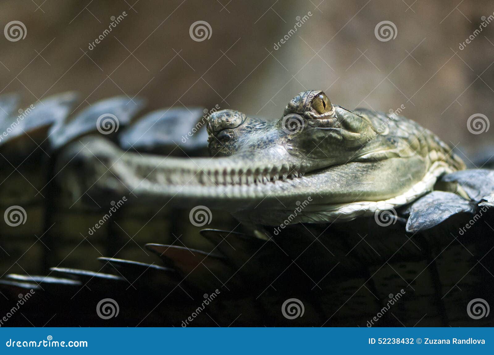 Gharial (also Known As The Gavial) Stock Image | CartoonDealer.com ...