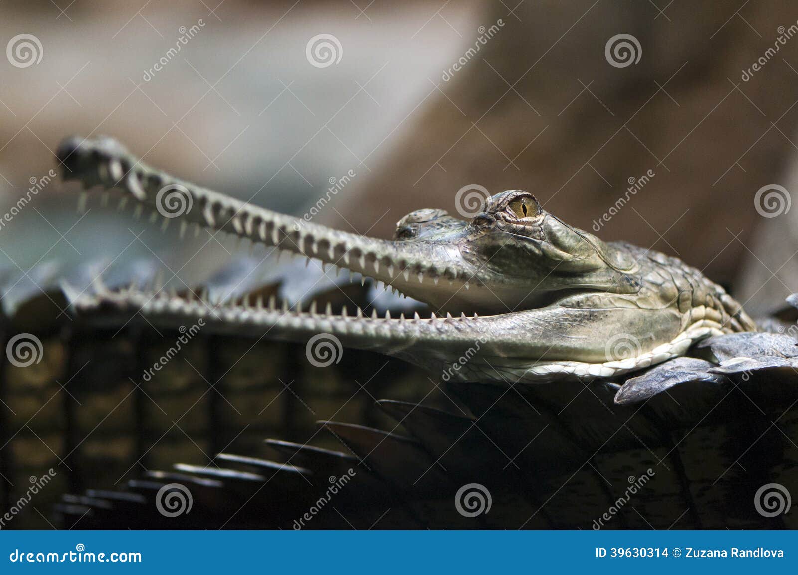 Gharial stock photo. Image of scary, nature, gavial, reptile - 39630314
