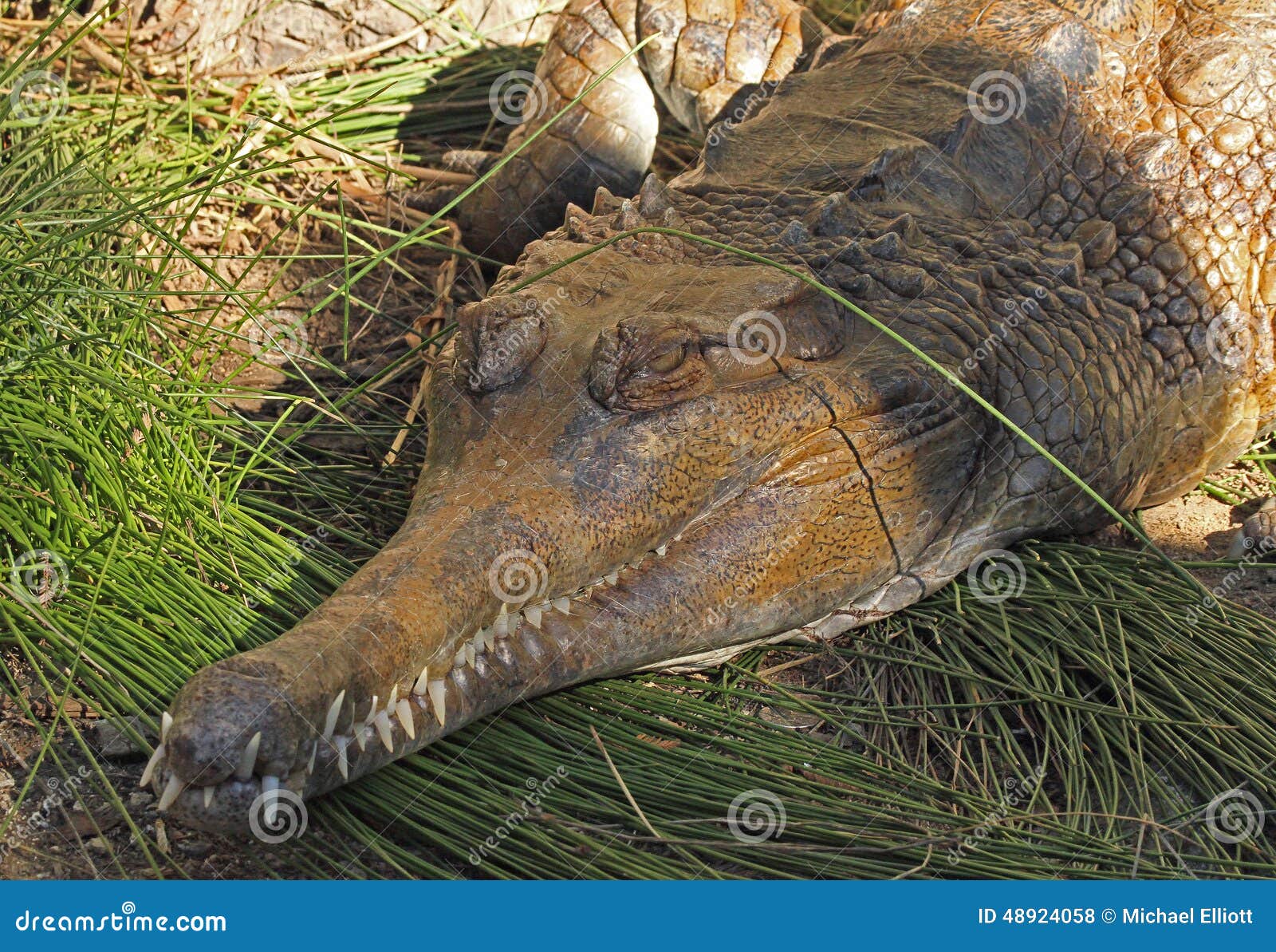 Gharial stock photo. Image of long, danger, hunter, gharial - 48924058