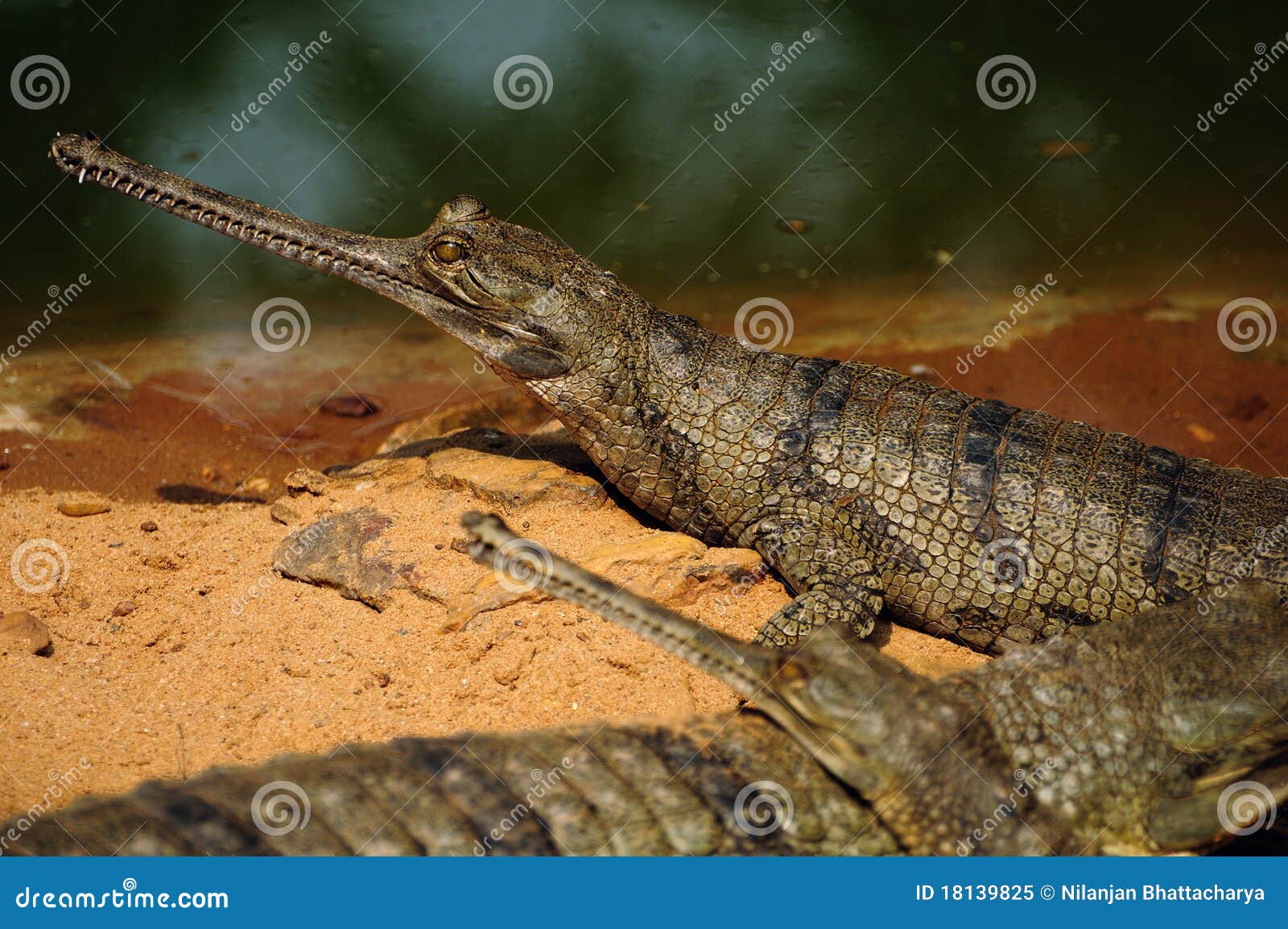 Baby Gharial Hatching