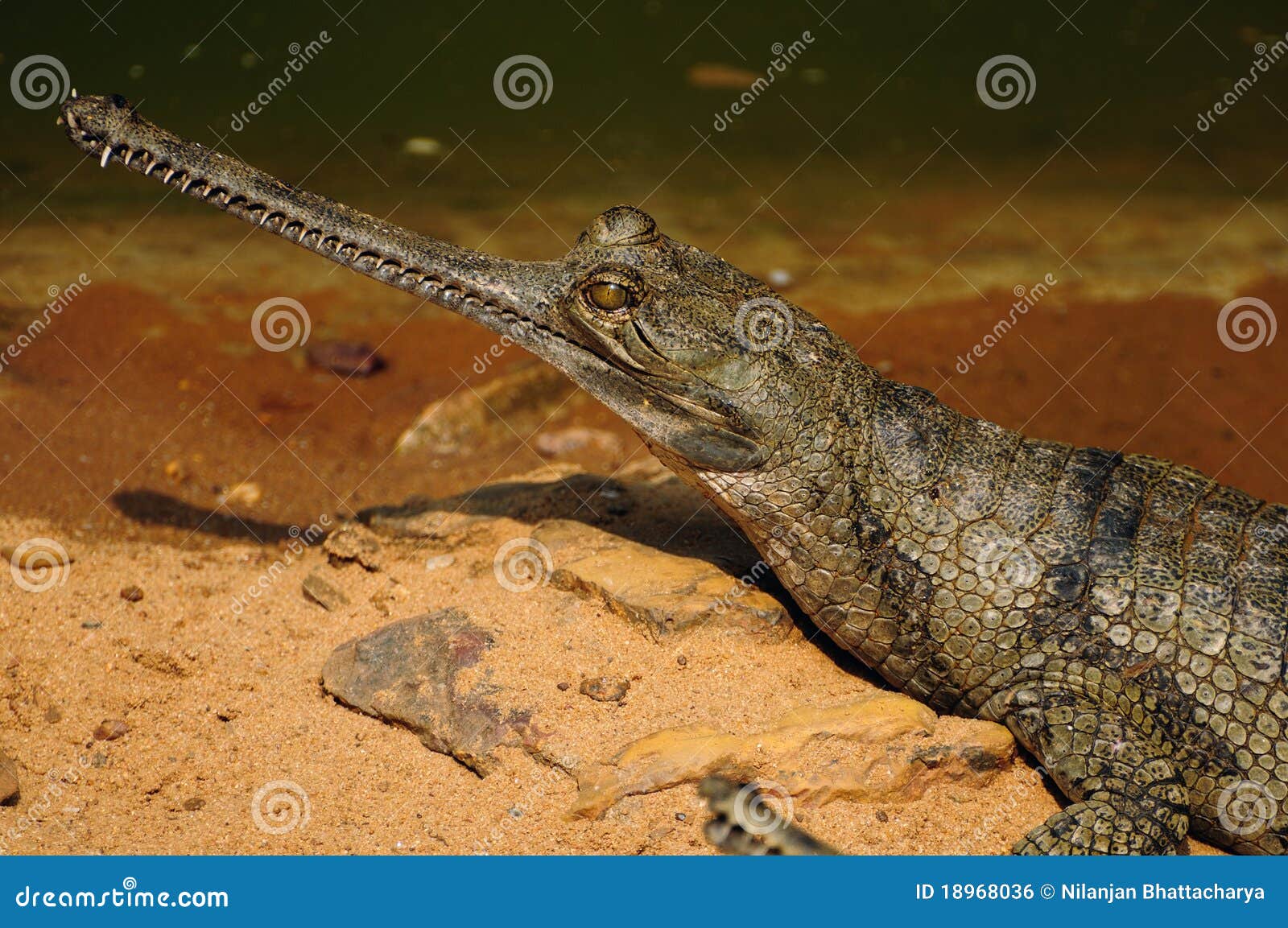 Gharial Crocodile stock photo. Image of detail, closeup - 18968036
