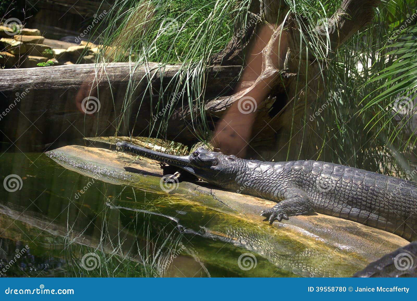Gharial Crocodile Eating
