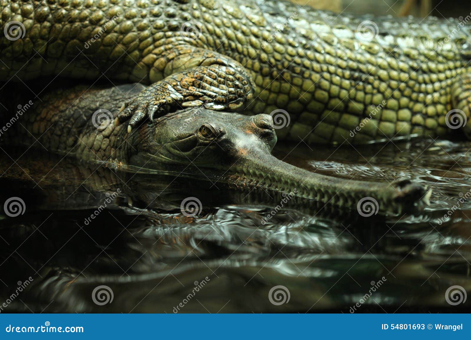 Gharial (gangeticus Del Gavialis) Immagine Stock - Immagine di fiume ...