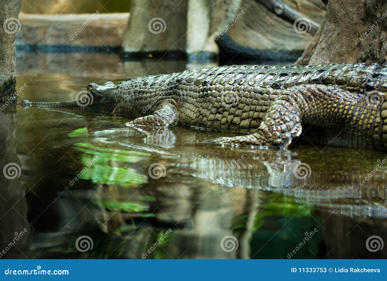Gharial (gavial) stock image. Image of hunting, gharial - 11333753