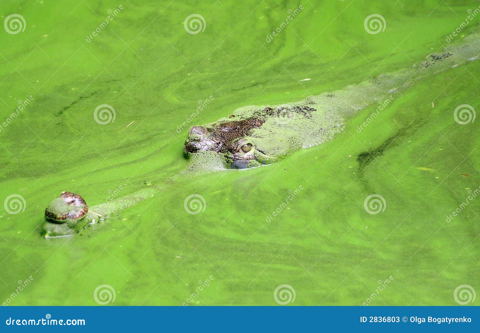 Gharial (Gavial) stock image. Image of green, nature, dangerous - 2836803