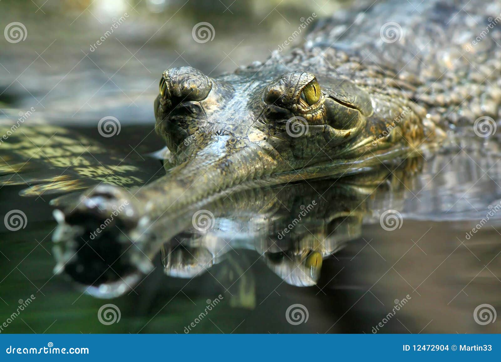 Gharial (Gavialis Gangeticus) Stock Photo - Image of scary, gharial ...