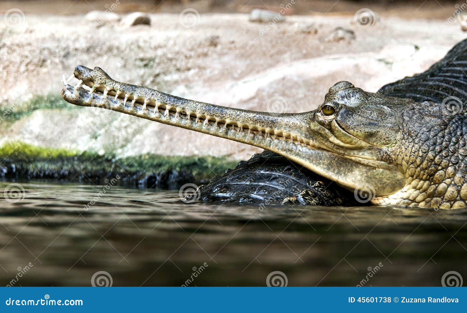 Gharial stock photo. Image of scary, wild, predator, water - 45601738