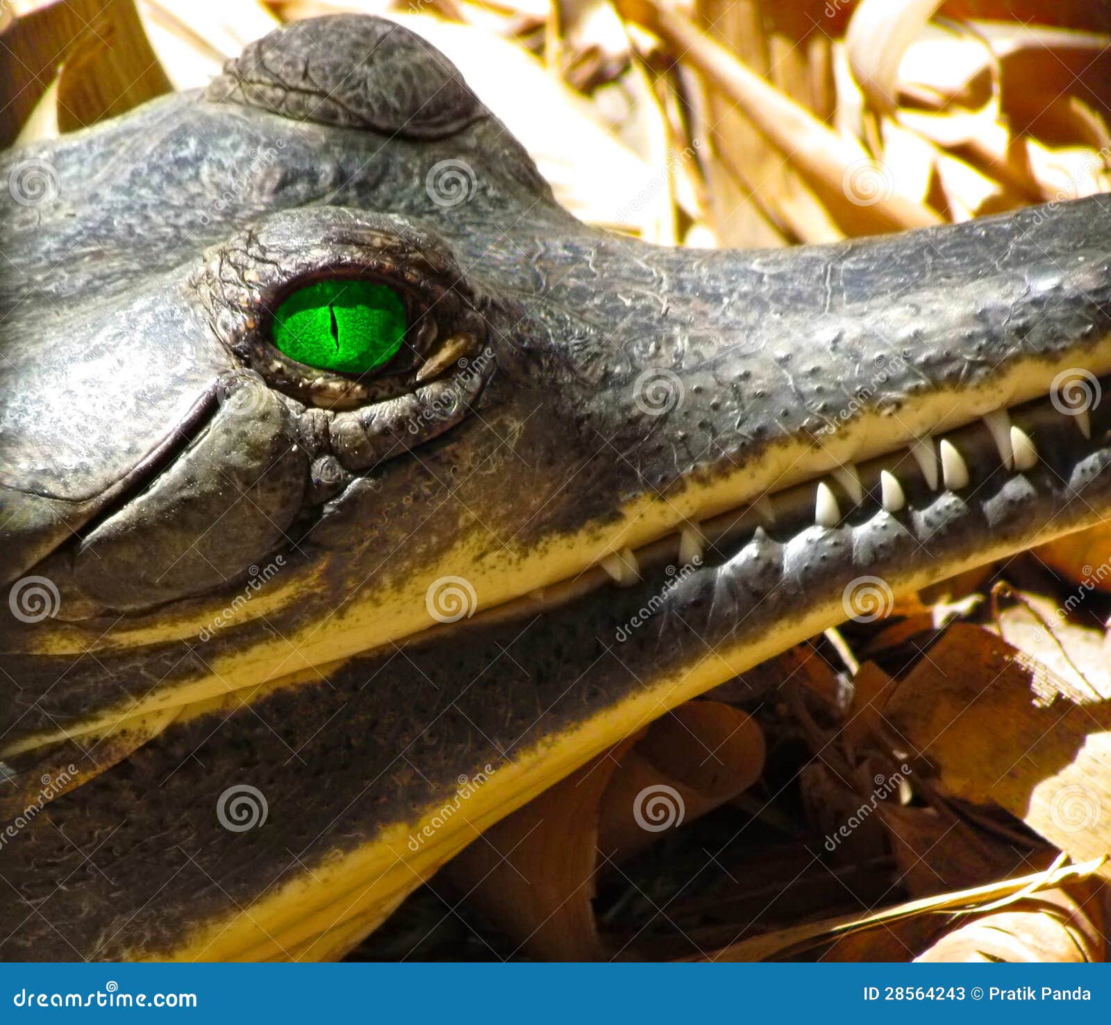 Gharial Green Eye and Teeth Closeup Stock Image - Image of basking ...