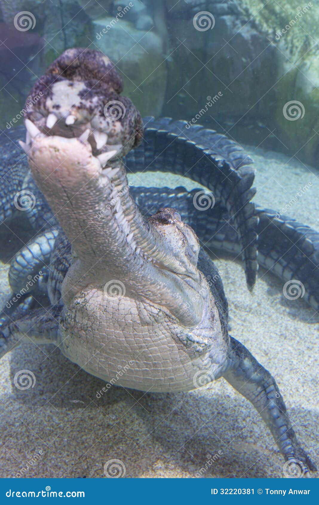 Gharial stock image. Image of gavial, detail, teeth, mouth - 32220381