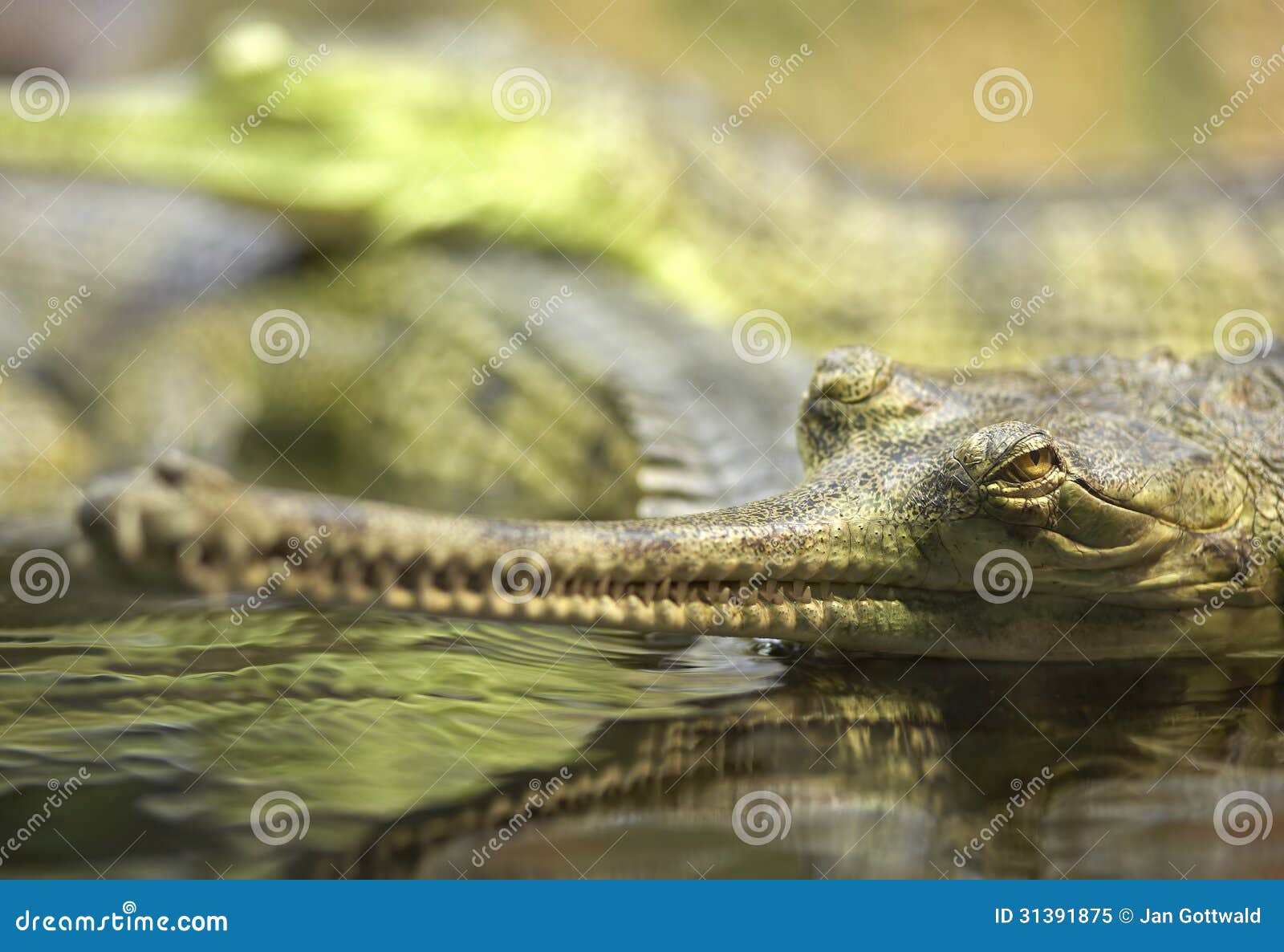 Gharial stock image. Image of endangered, danger, protected - 31391875