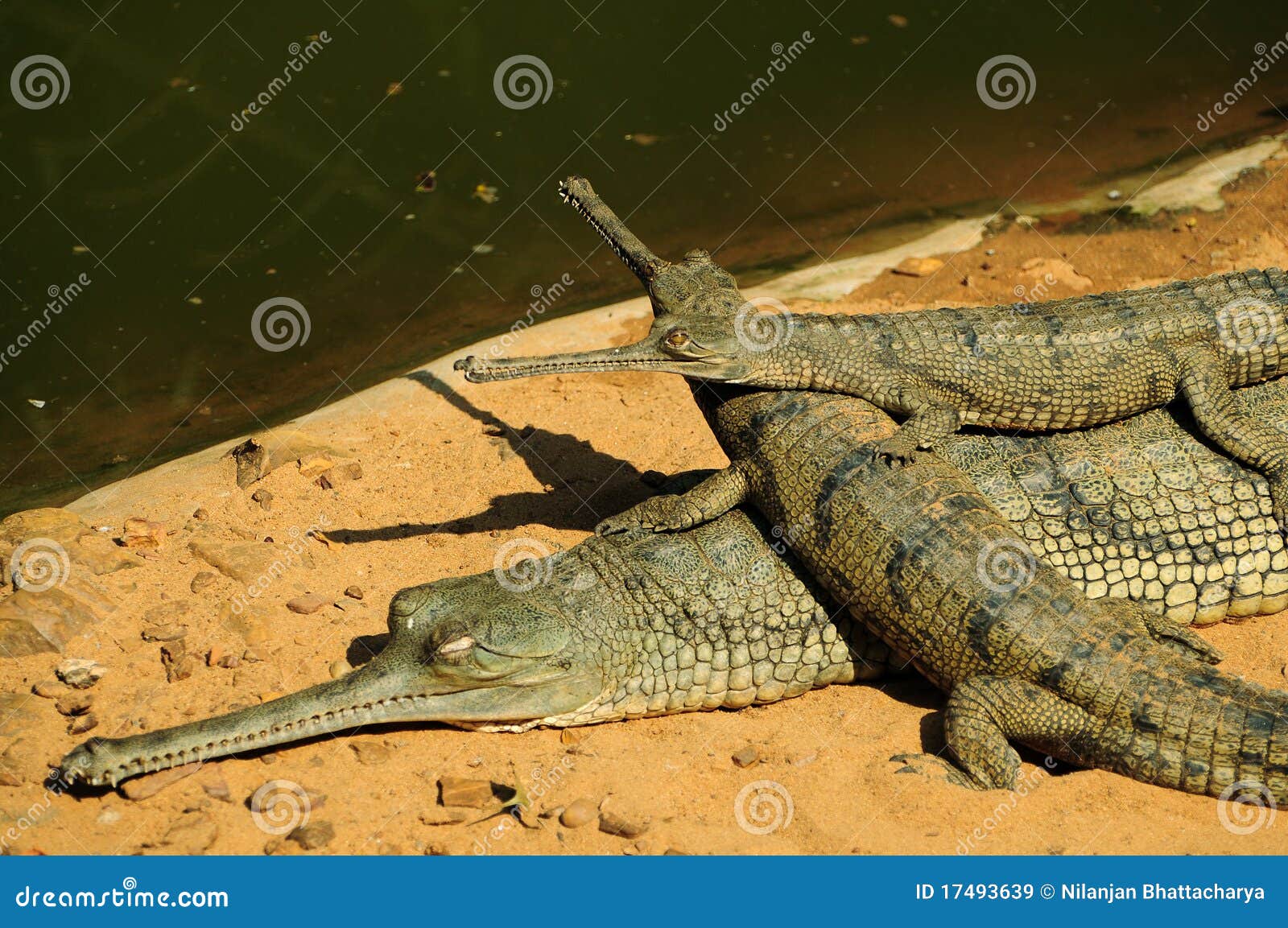 Gharial mother and babies stock image. Image of asia - 17493639