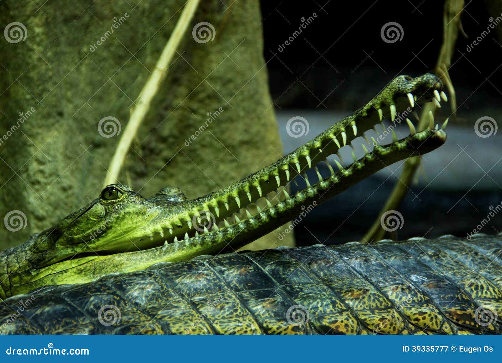 Gharial stock image. Image of green, gharial, animal - 39335777