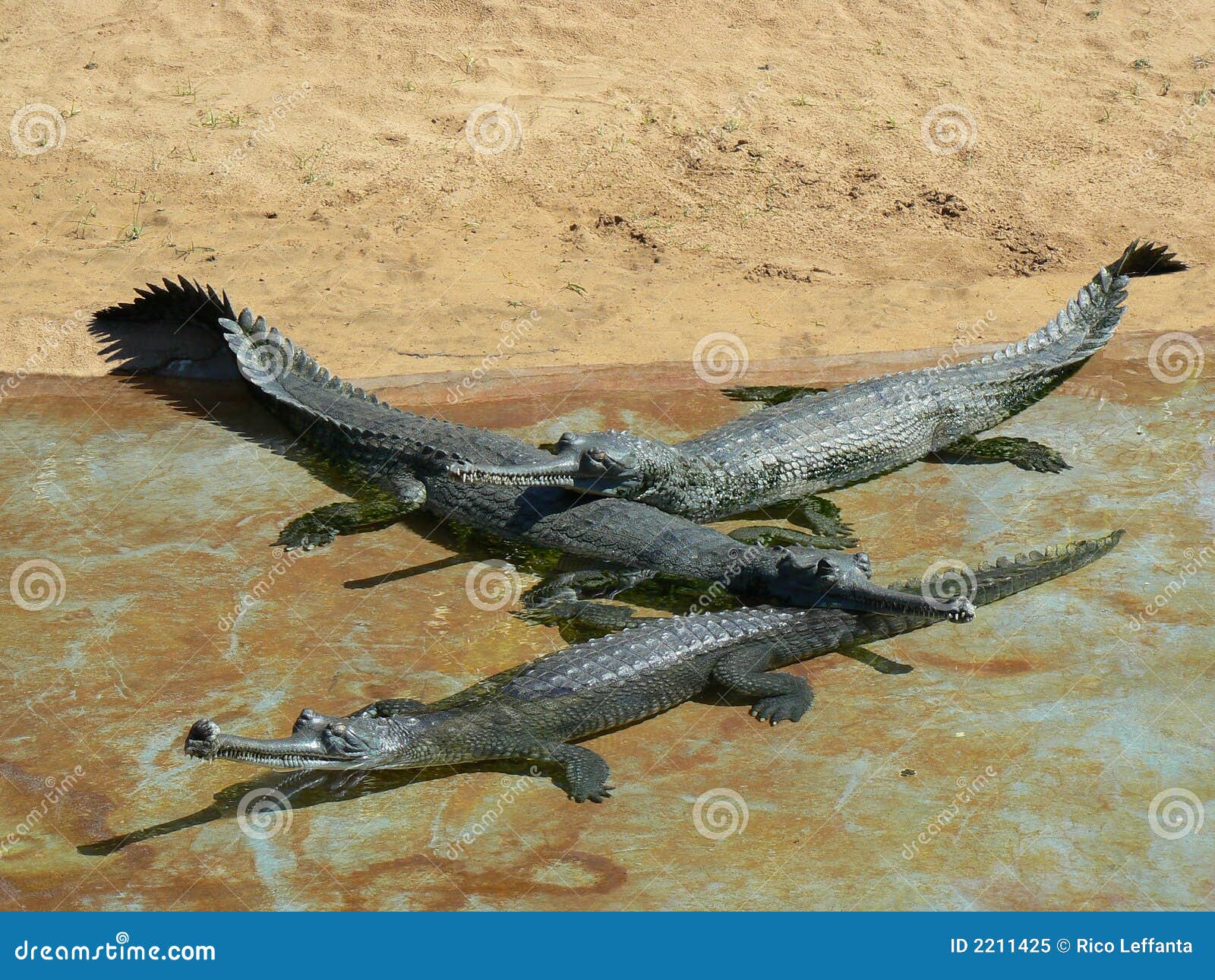 Gharials stock image. Image of protected, amphibian, india - 2211425