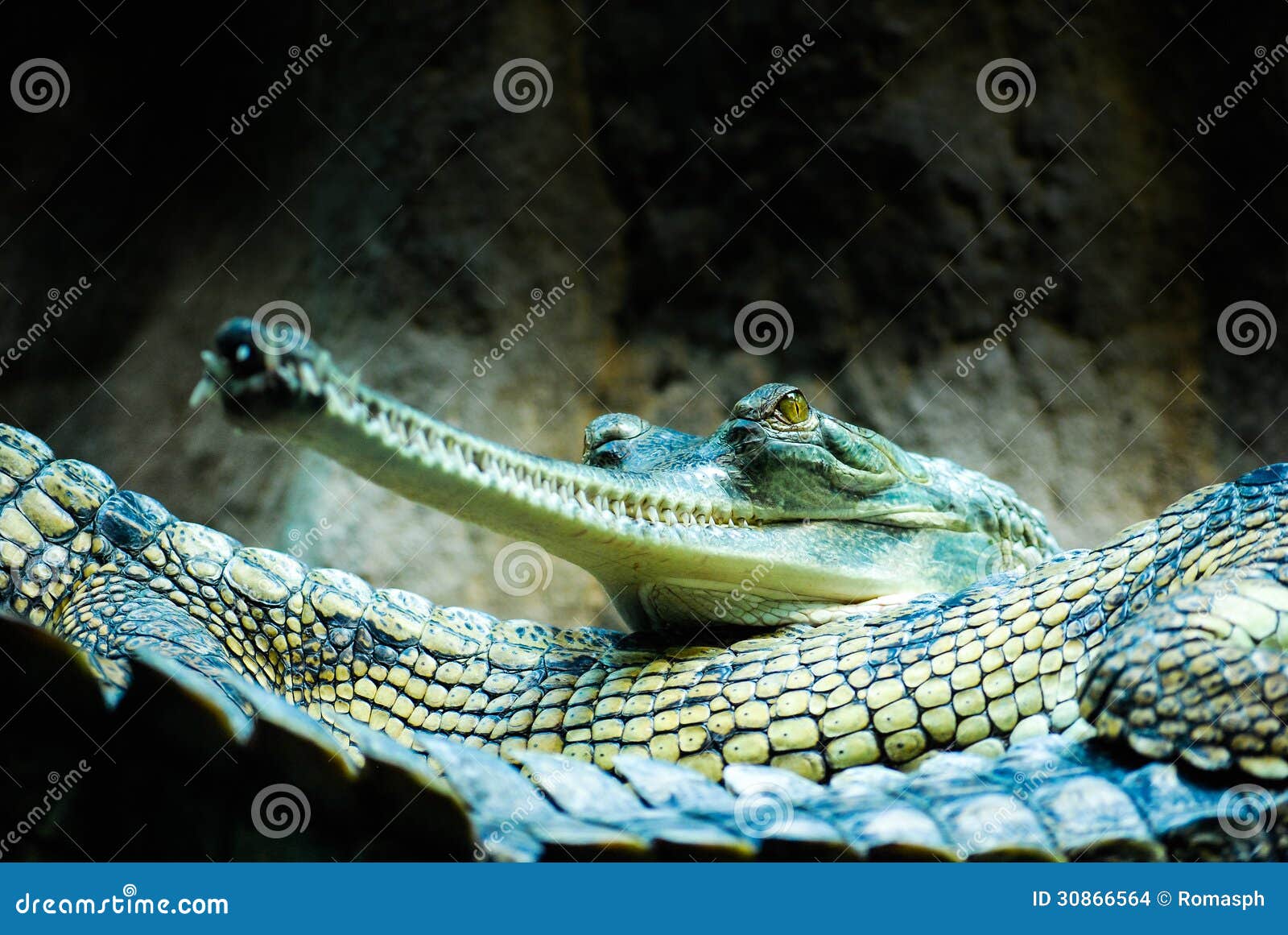 Gharials stock photo. Image of mouth, hunter, predator - 30866564