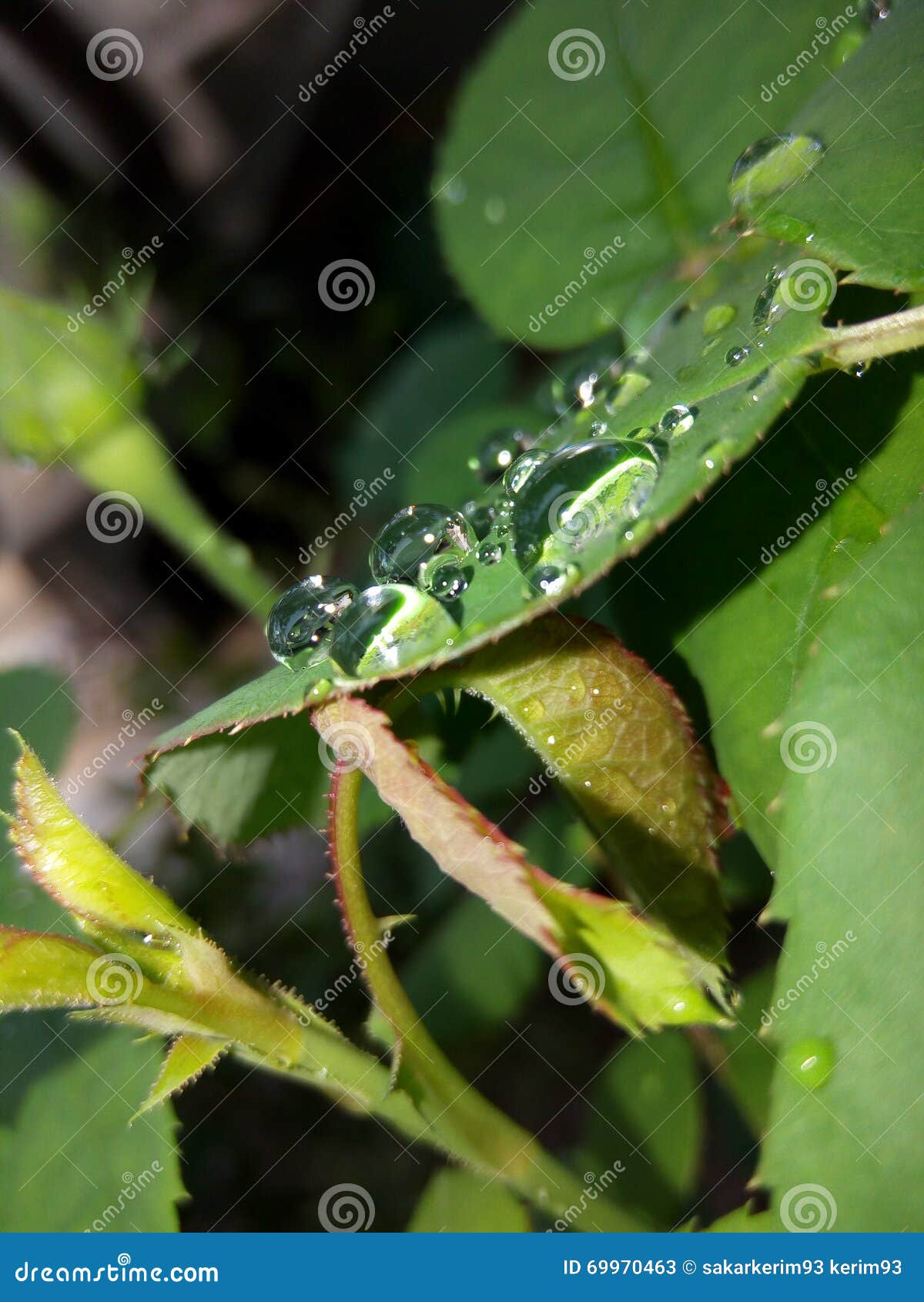 Ghd Hdhd Hdhd Hdhdhd Ks Jsj 库存图片 - 图片 包括有 绿色, 上升了: 69970463