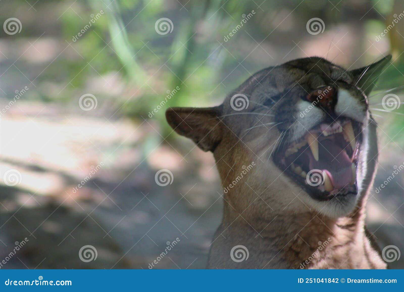 A ghepard in nature editorial photography. Image of wildlife - 251041842