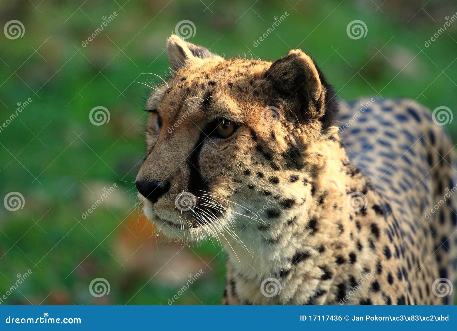 Ghepardo fotografia stock. Immagine di pellicce, animali - 17117436