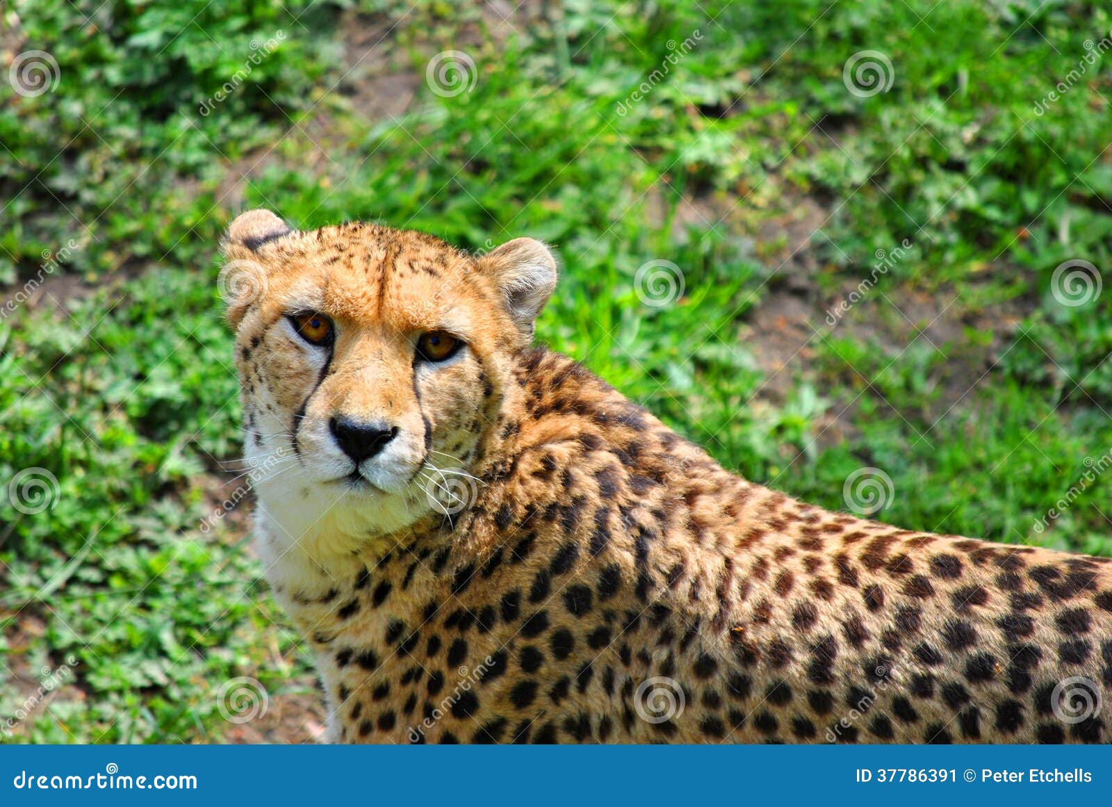 Ghepardo immagine stock. Immagine di africa, specie, carnivoro - 37786391