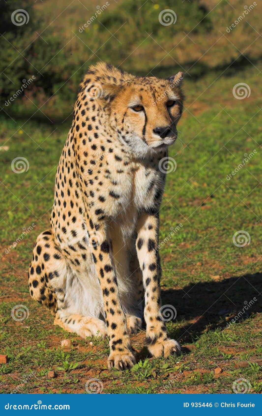 Ghepardo fotografia stock. Immagine di riserva, modello - 935446