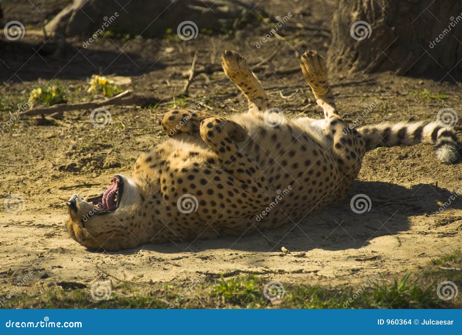 Ghepardo fotografia stock. Immagine di sunbath, sbadigliare - 960364