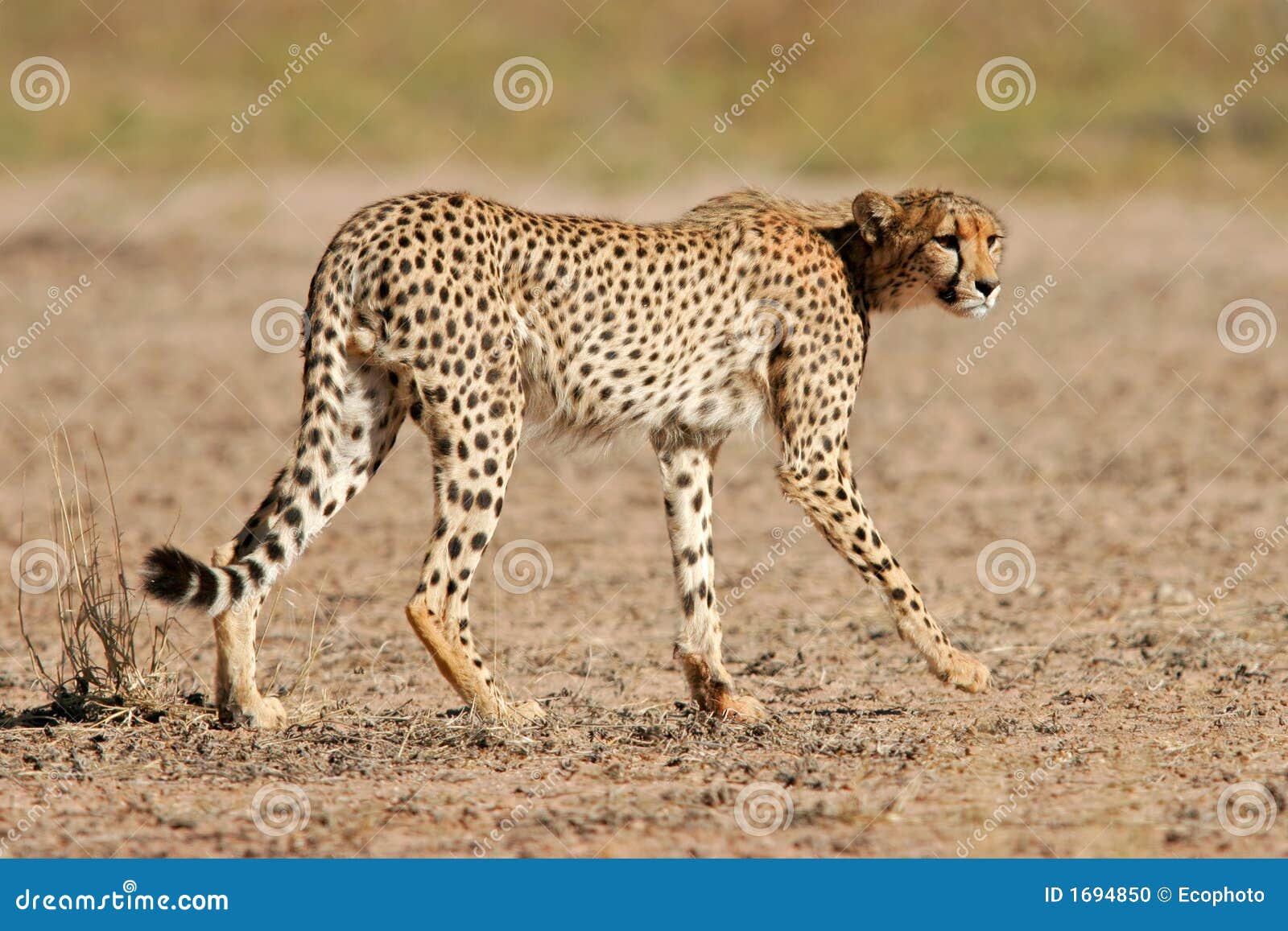 Ghepardo d'inseguimento fotografia stock. Immagine di capelli - 1694850