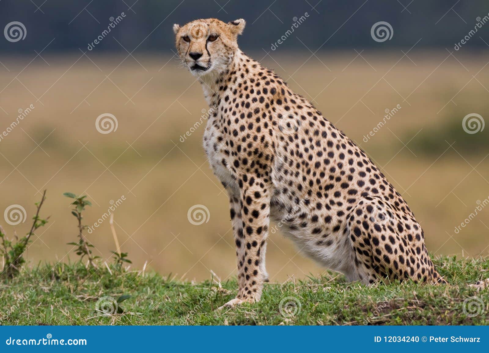Ghepardo III fotografia stock. Immagine di natura, pelliccia - 12034240