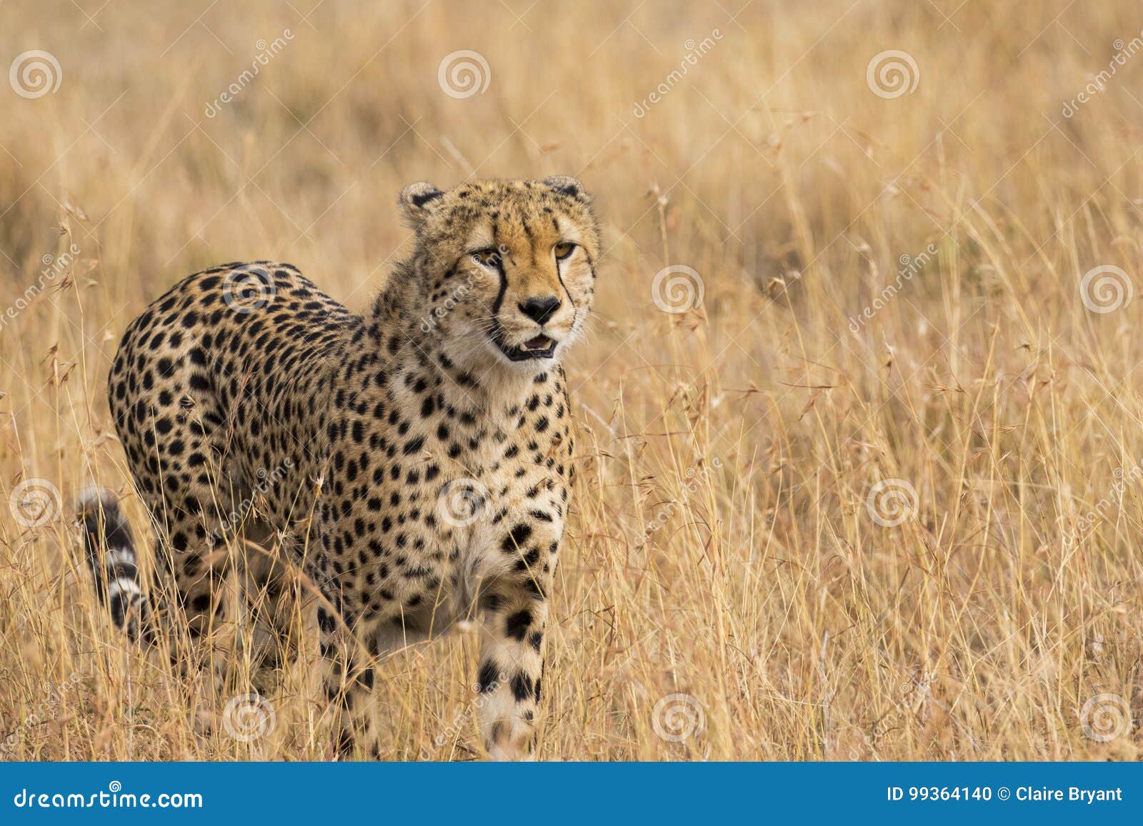Ghepardo Nella Fine Dell'erba Su Fotografia Stock - Immagine di animali ...