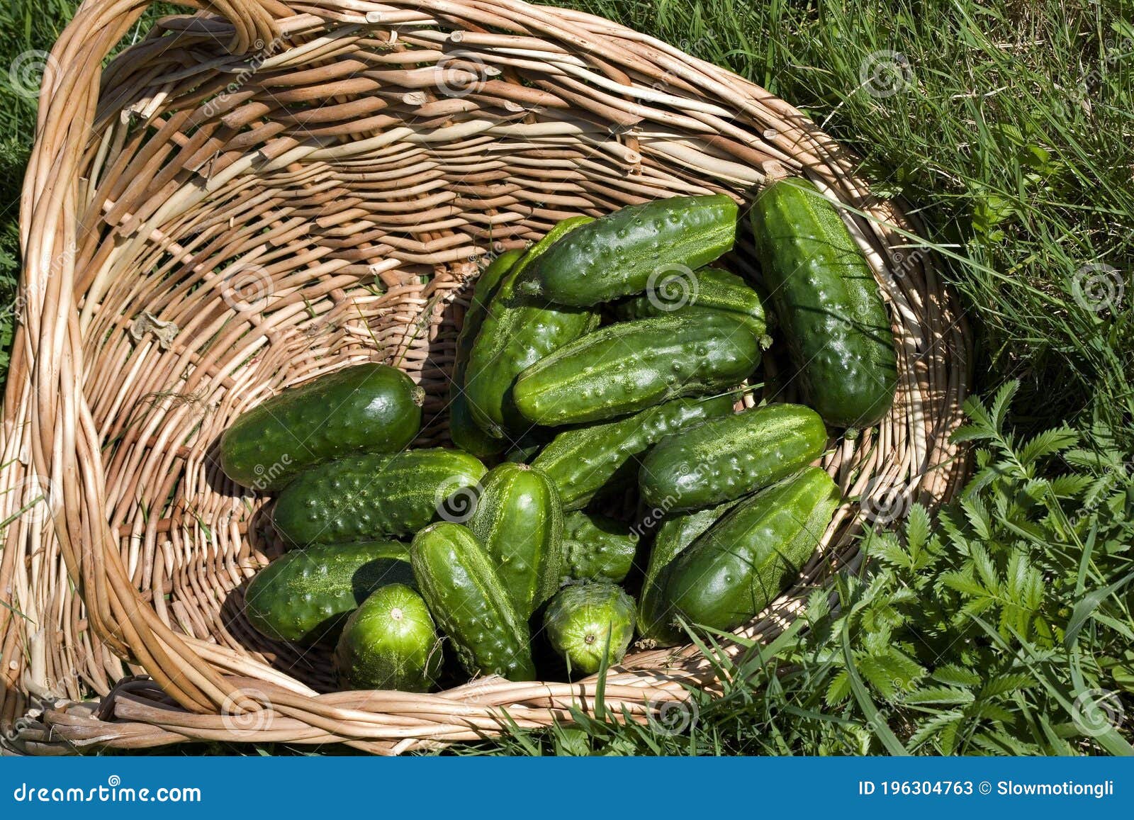 Gherkin or Pickle, Cucumis Sativus, Garden in Normandy Stock Image ...