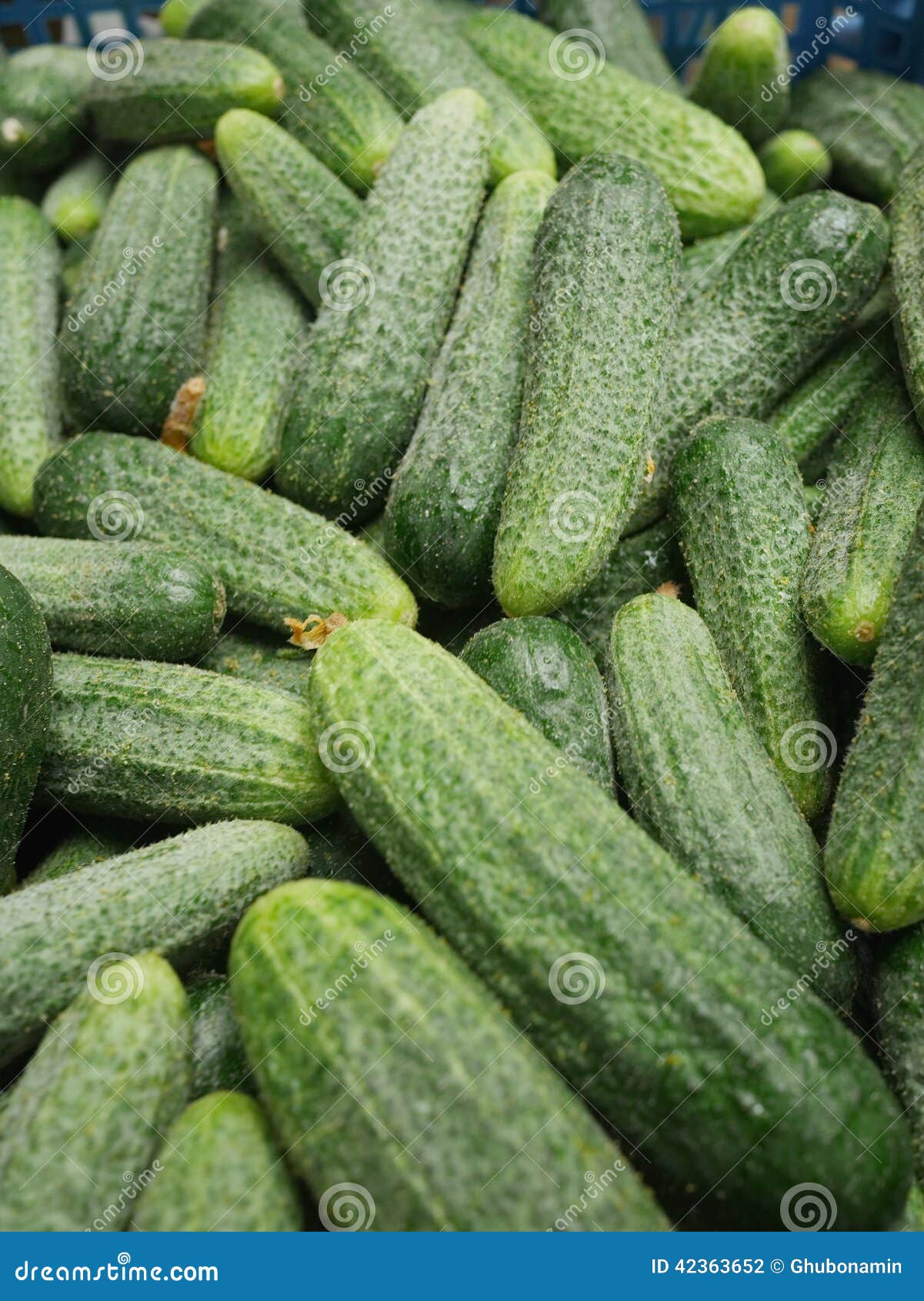 Gherkin stock photo. Image of health, crunch, groceries - 42363652