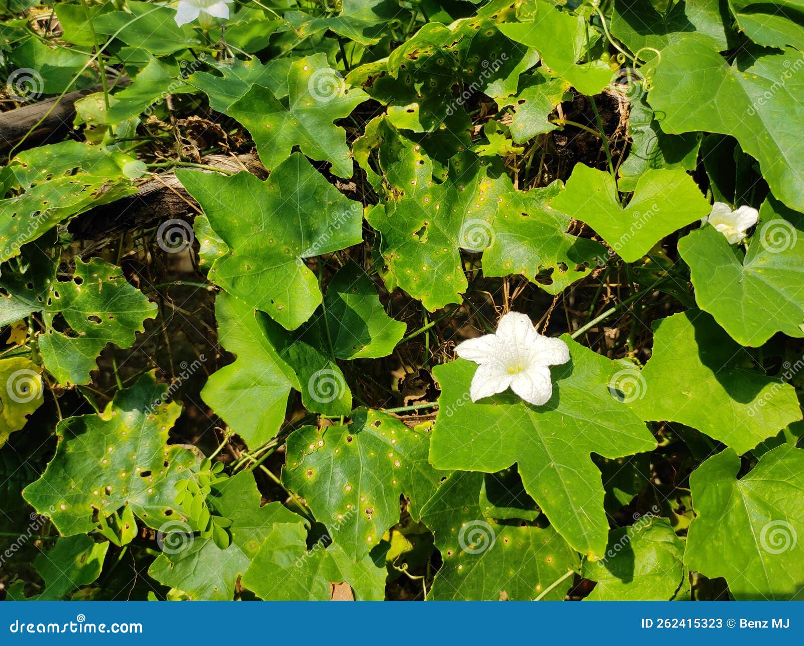 Gherkins Vegetable Fruit on the Creeper Stock Image - Image of tree ...