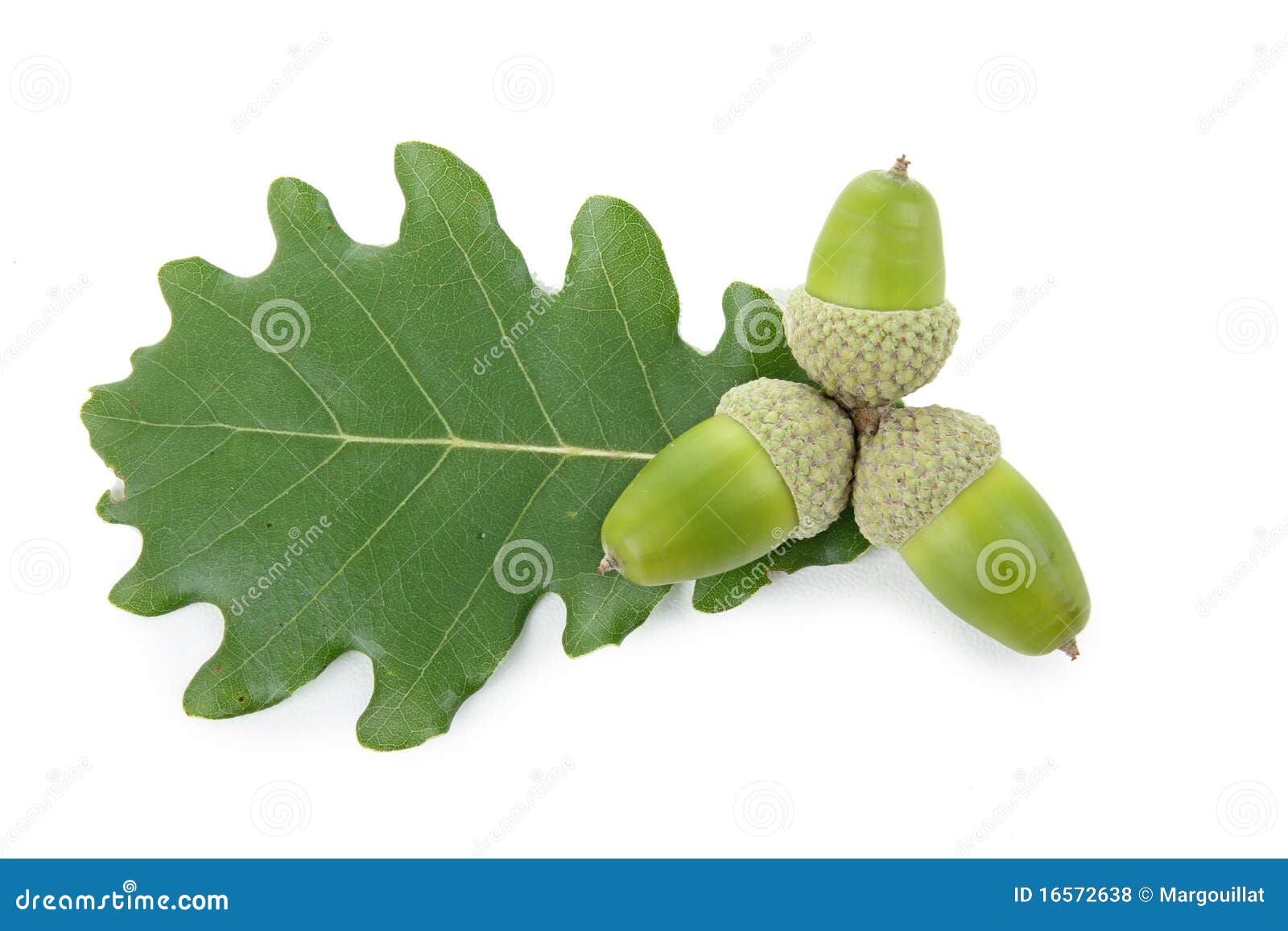 Ghianda fotografia stock. Immagine di quercia, stagione - 16572638