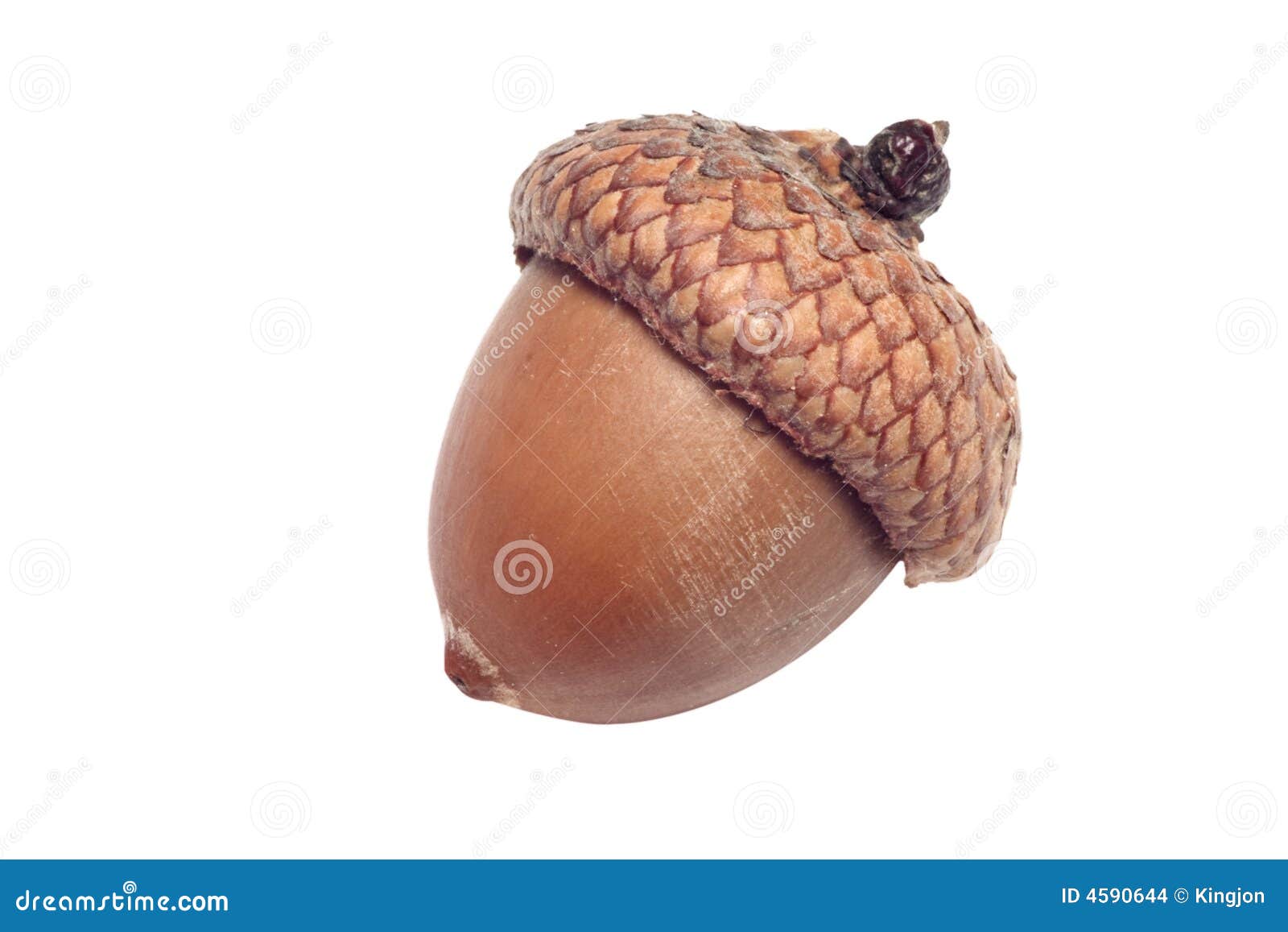 Ghianda fotografia stock. Immagine di singolo, noce, coperture - 4590644