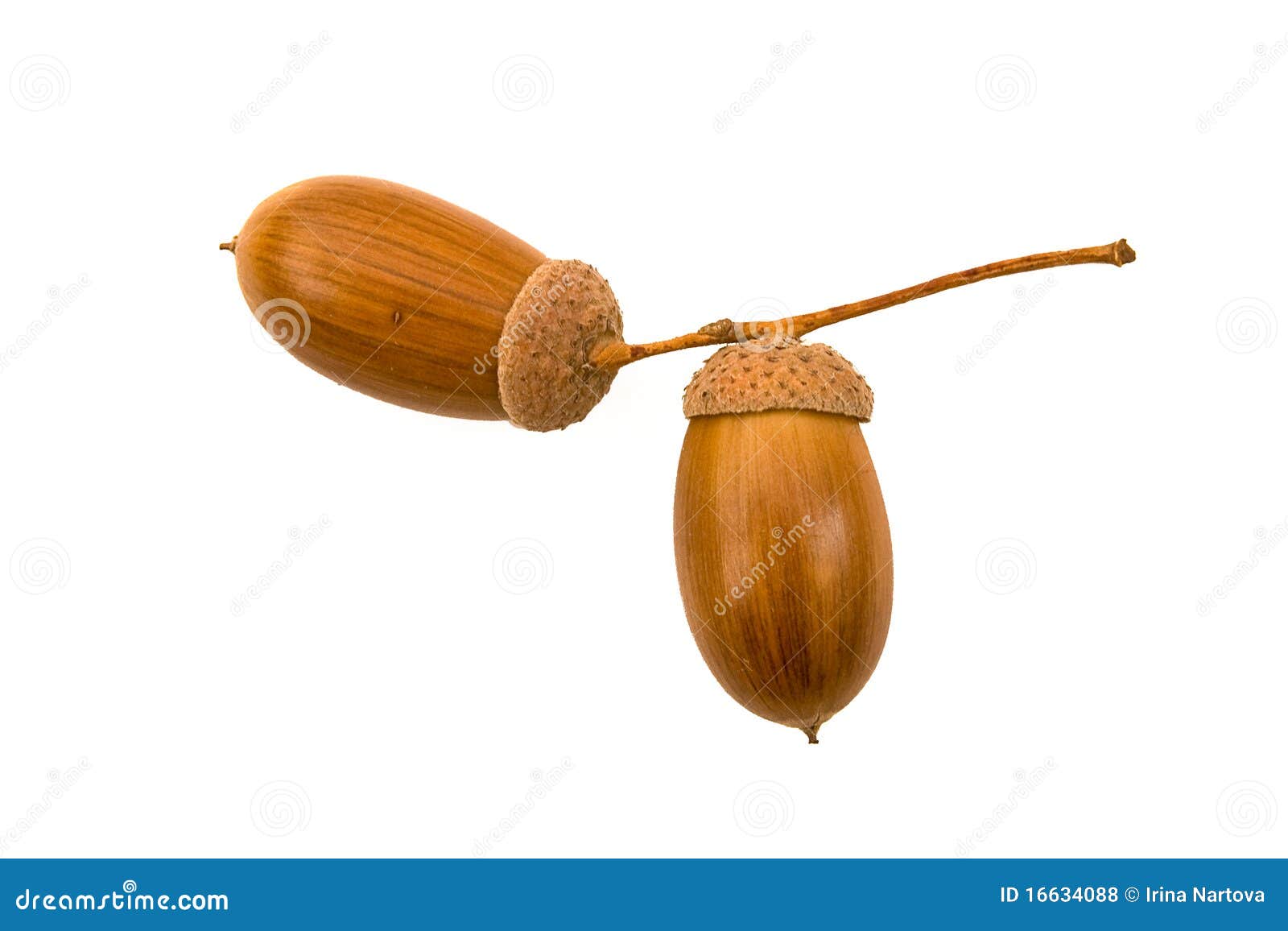 Ghiande fotografia stock. Immagine di quercia, immagine - 16634088