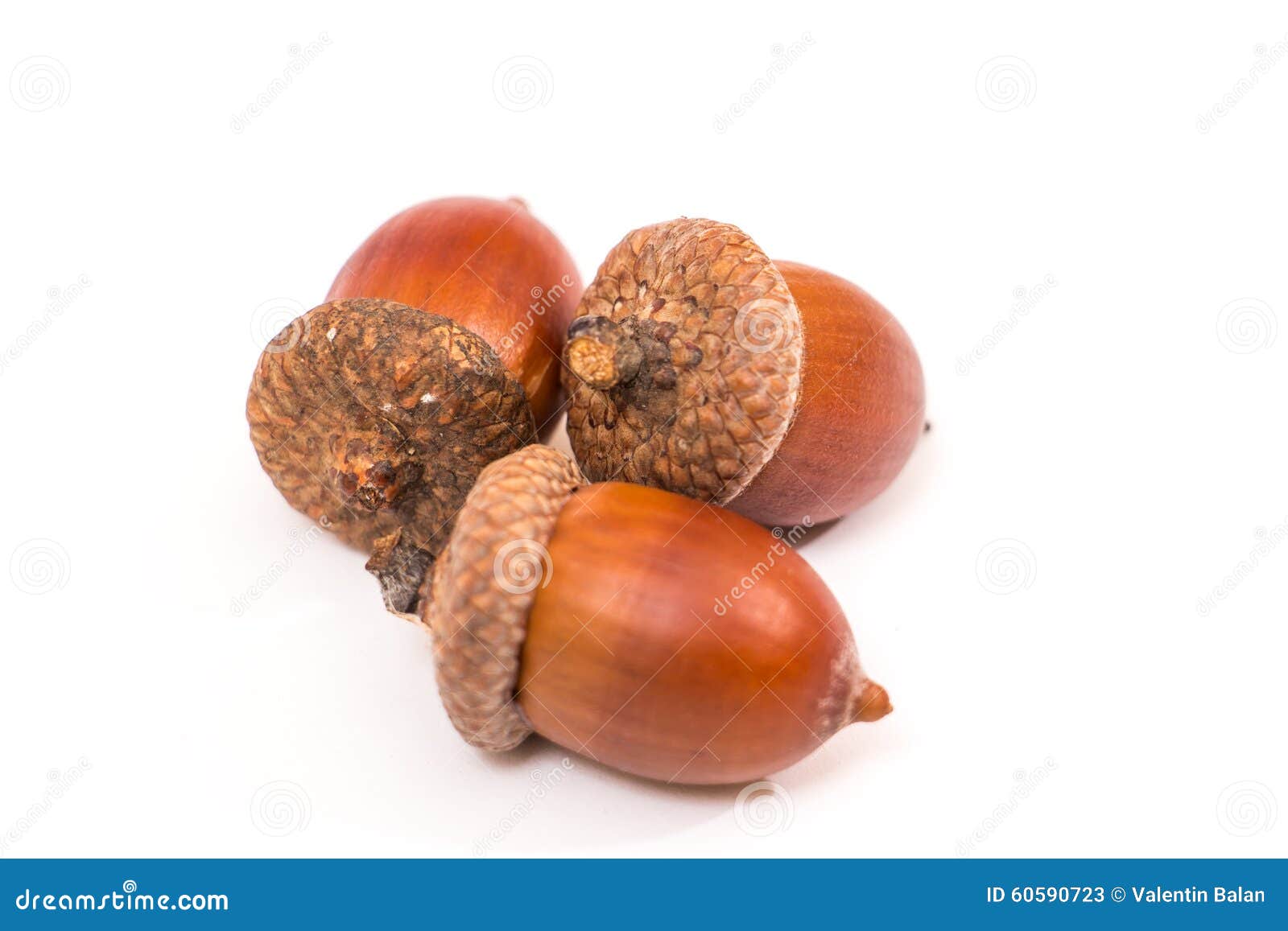 Ghiande immagine stock. Immagine di verde, dorato, sano - 60590723