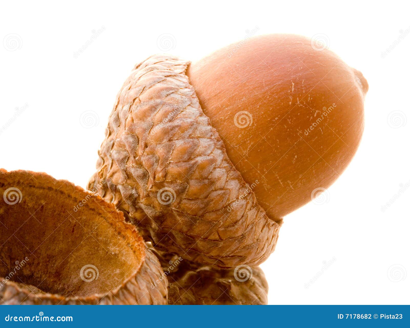 Ghiande fotografia stock. Immagine di botanica, fogliame - 7178682