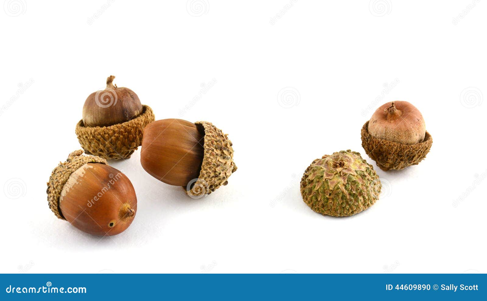 Ghiande su fondo bianco fotografia stock. Immagine di spazio - 44609890
