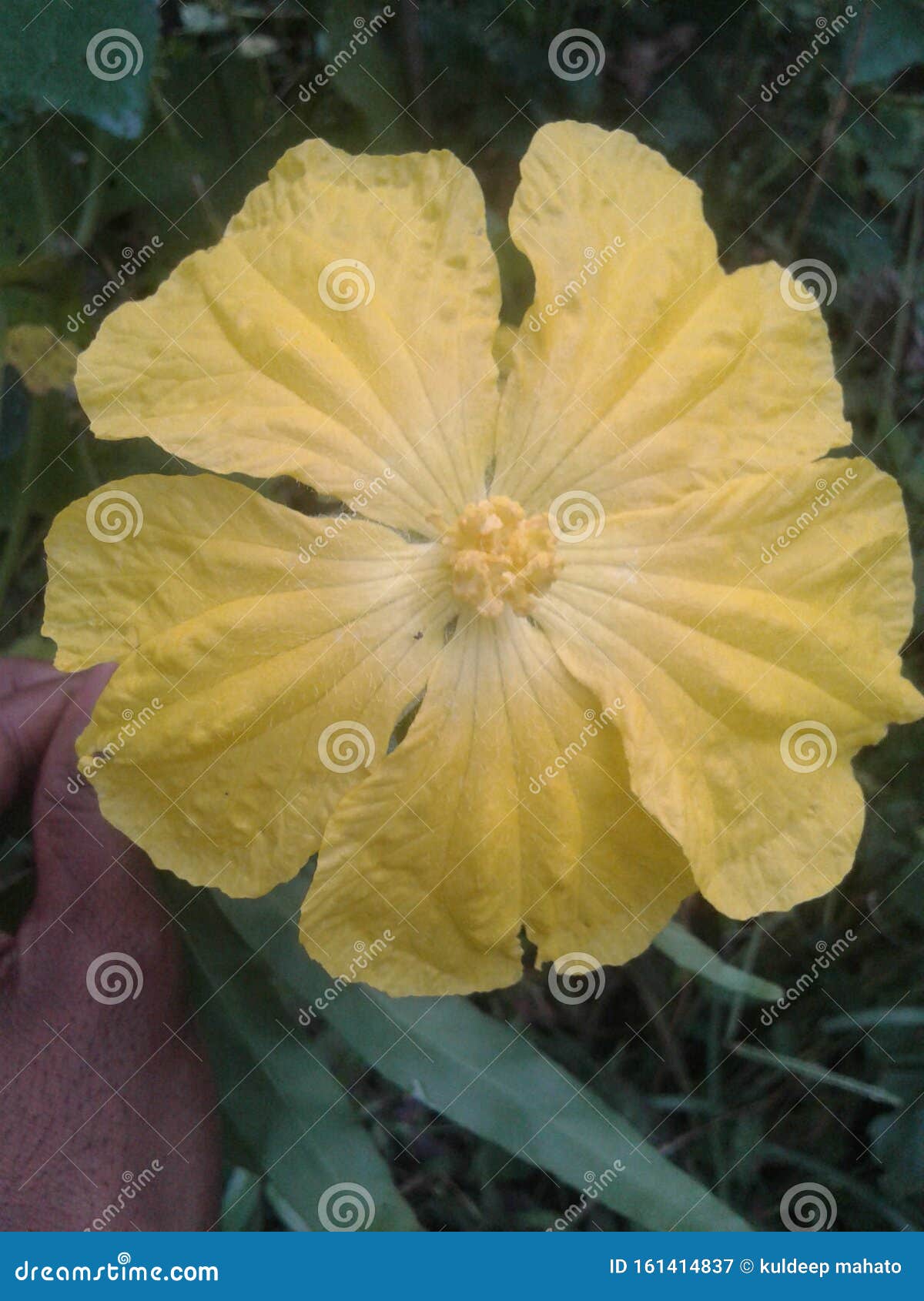 Ghinga Flower in Indian Village .butiful Stock Image - Image of ghinga ...