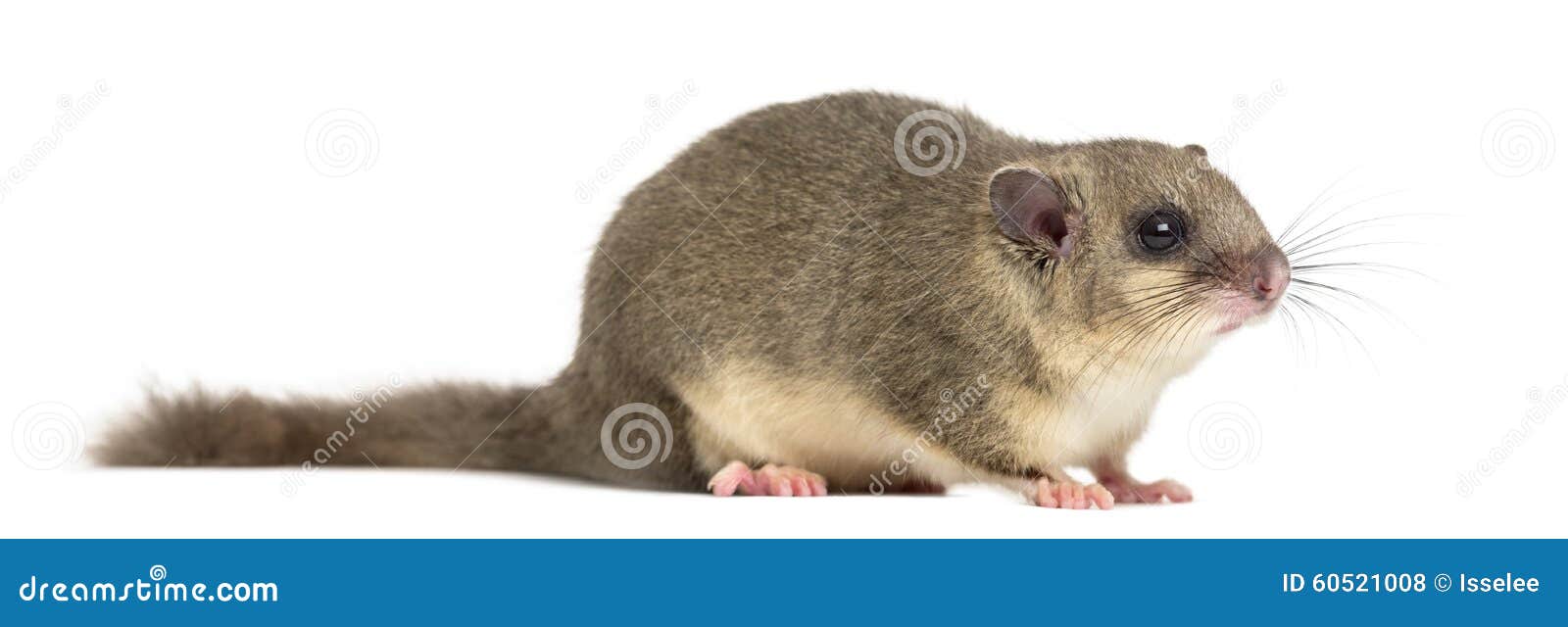 Ghiro fotografia stock. Immagine di grasso, bianco, animale - 60521008