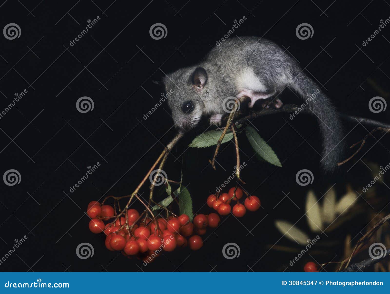 Ghiro Che Si Siede Sul Ramo Della Sorba Immagine Stock - Immagine di ...