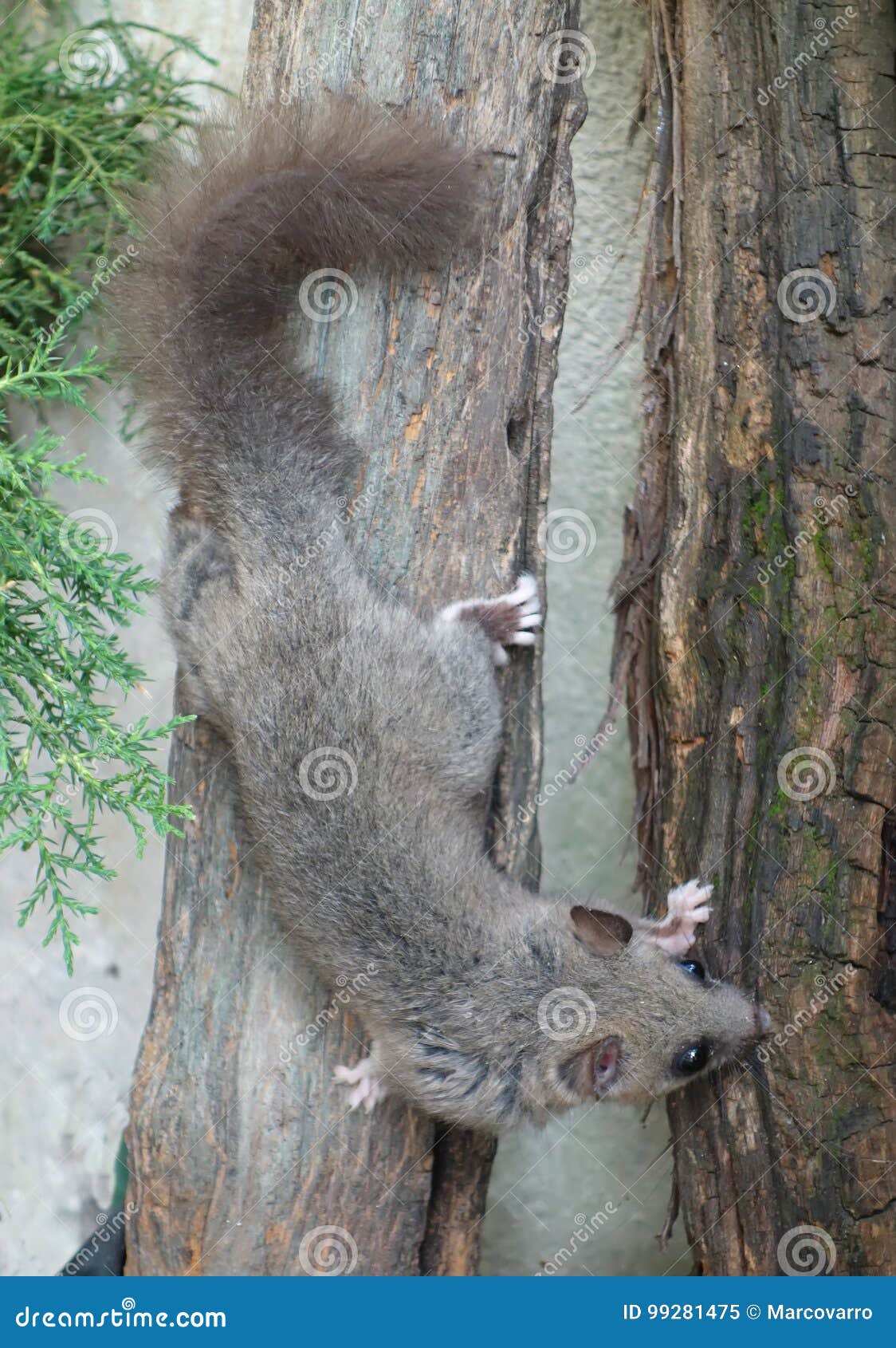 Ghiro o ghiro immagine stock. Immagine di ghiro, commestibile - 99281475