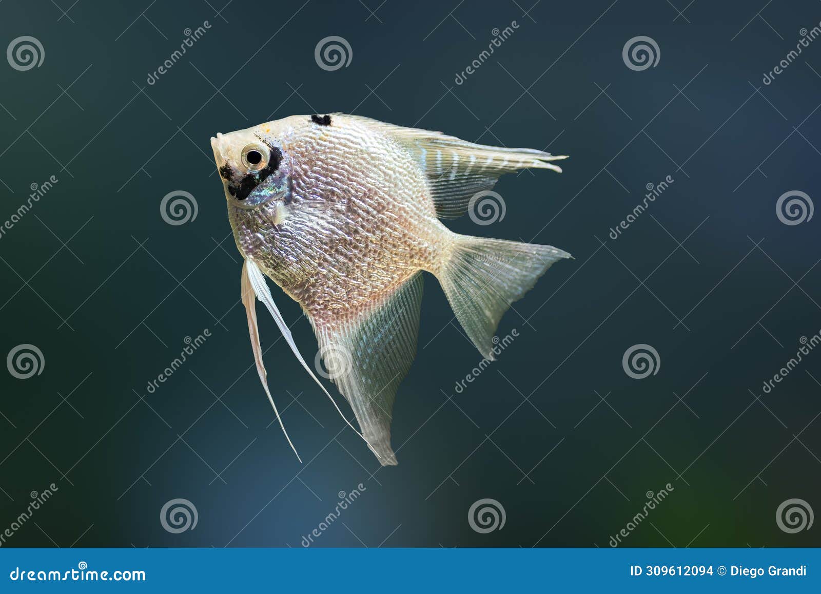 Ghost Angelfish - Freshwater Fish Stock Photo - Image of aquarium ...
