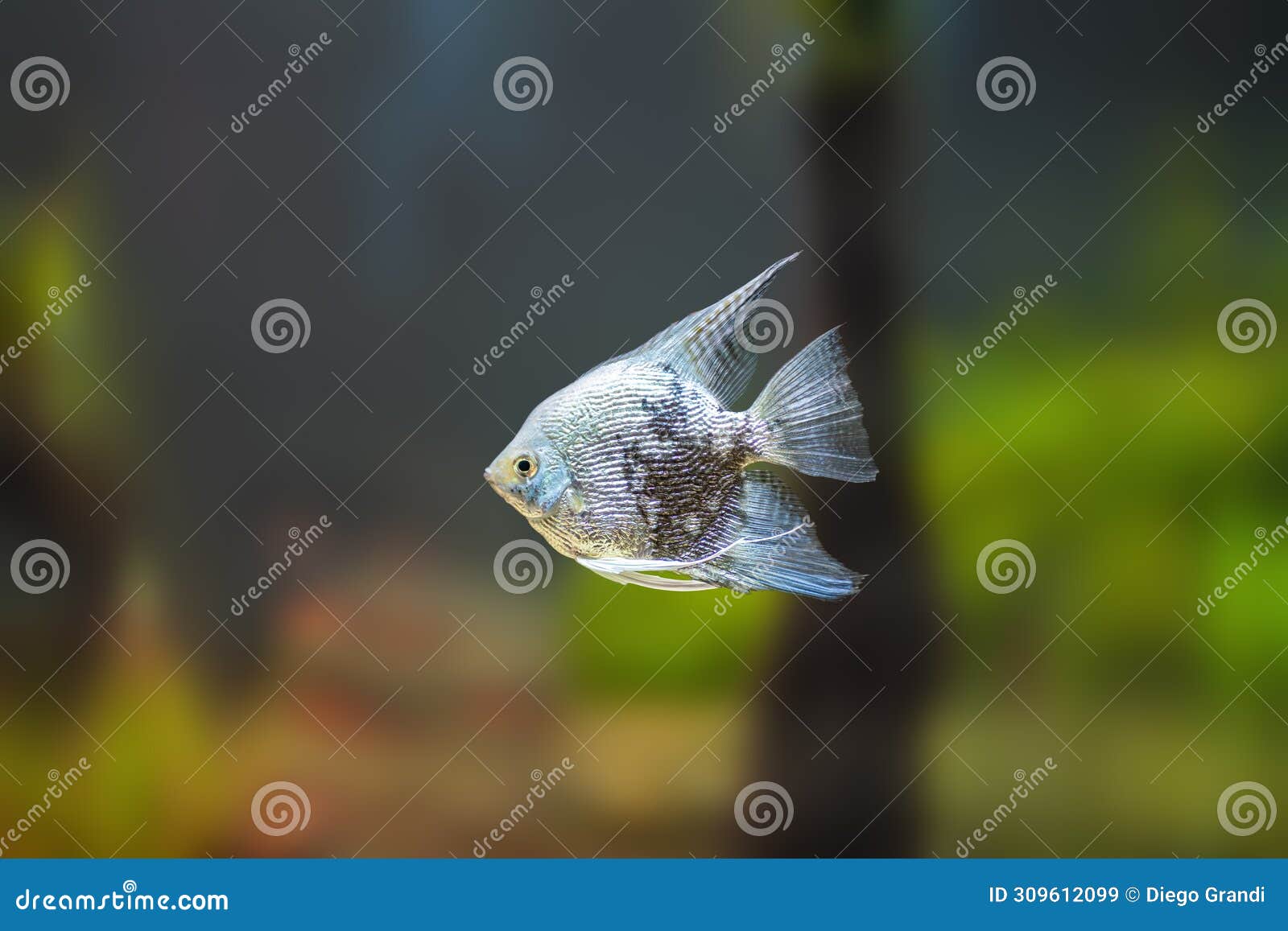 Ghost Angelfish - Freshwater Fish Stock Image - Image of ecological ...