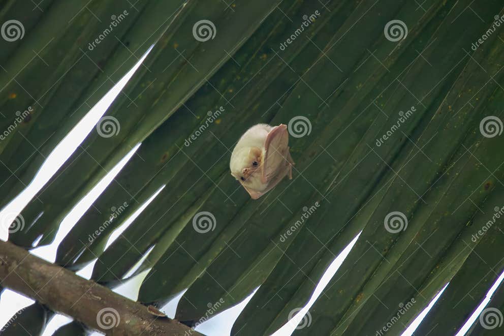 A Ghost Bat in Costa Rica stock photo. Image of wildlife - 324222088