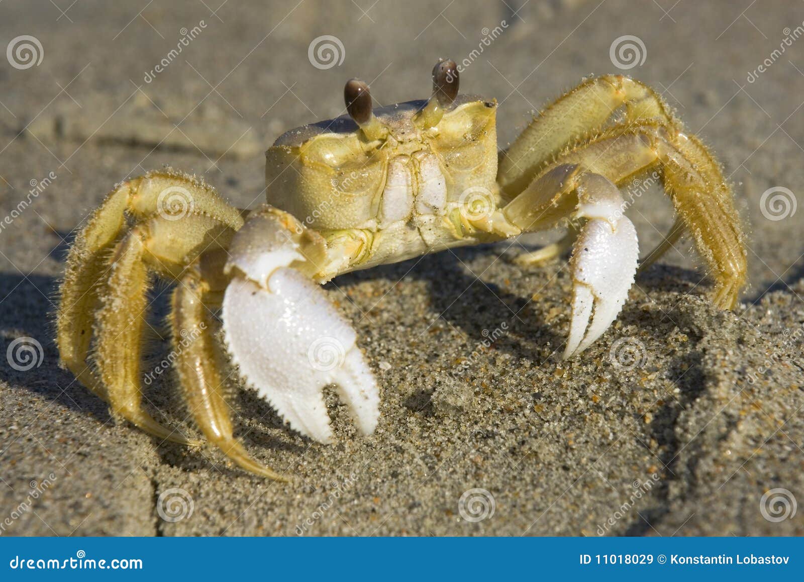 Ghost Crab Holes On The Beach Stock Image | CartoonDealer.com #32810473