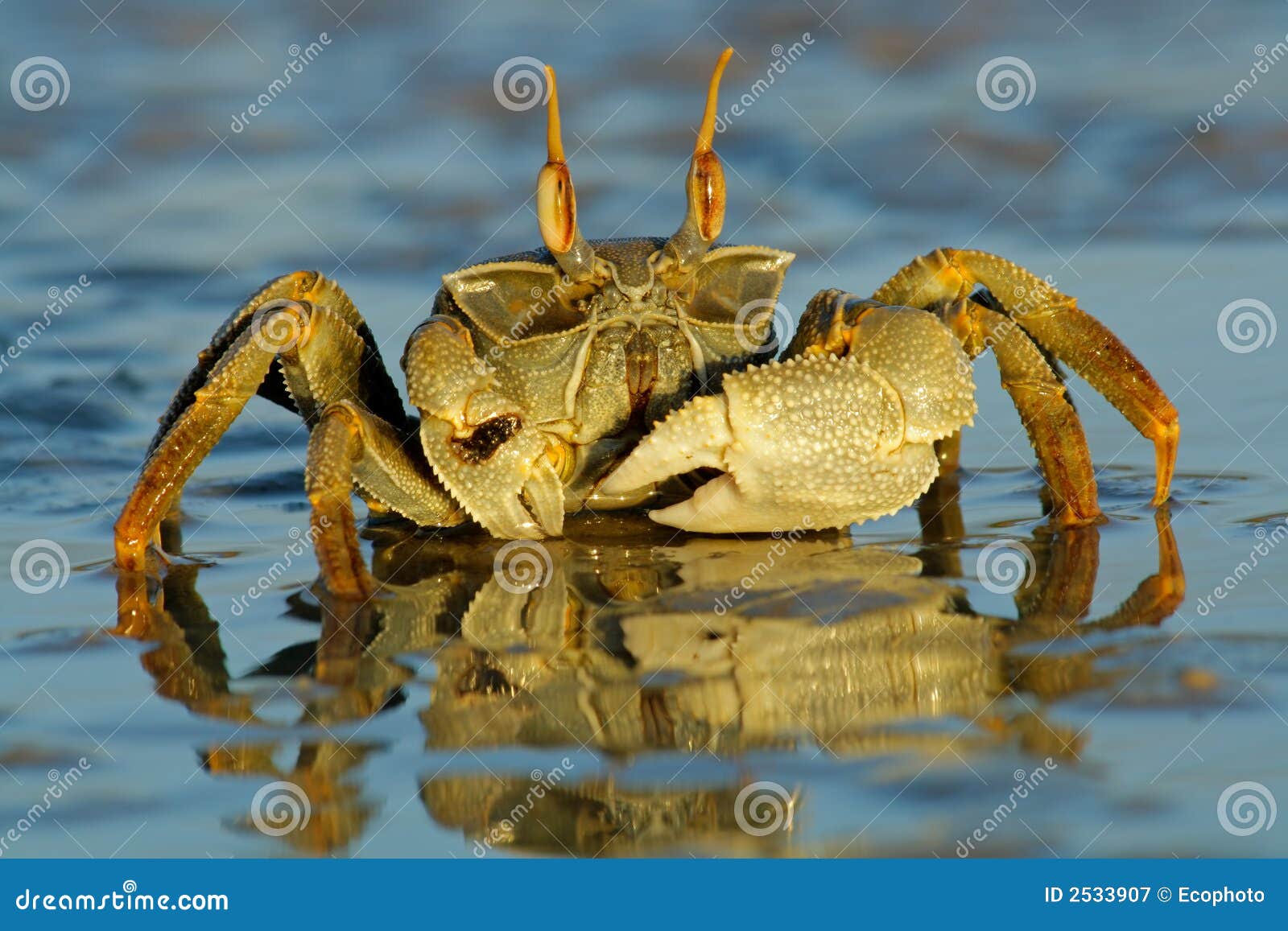 Ghost Crab Holes On The Beach Royalty-Free Stock Photo | CartoonDealer ...